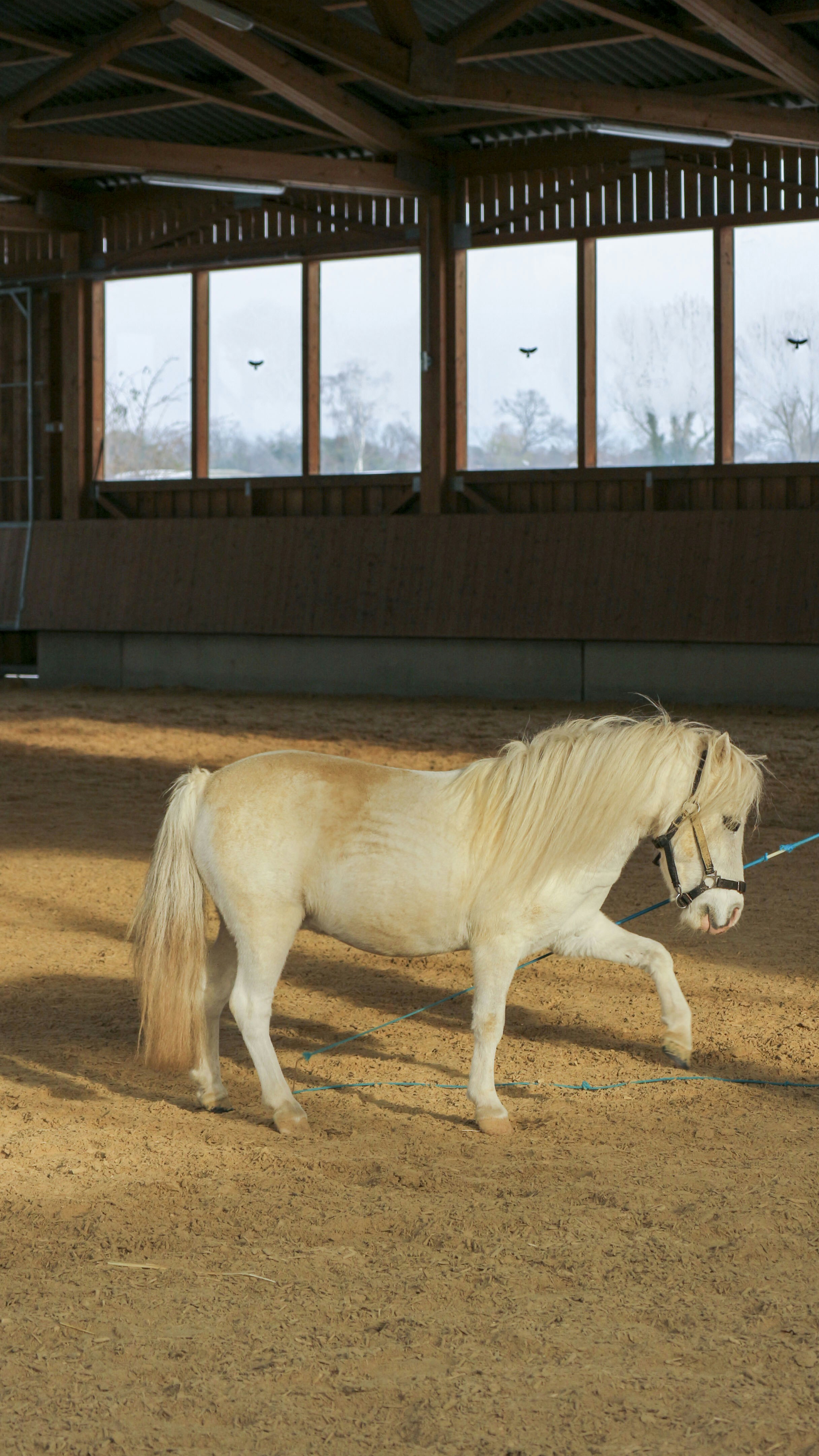 Lilac Mane in an Indoor Arena: Horse in Soft Sunlight