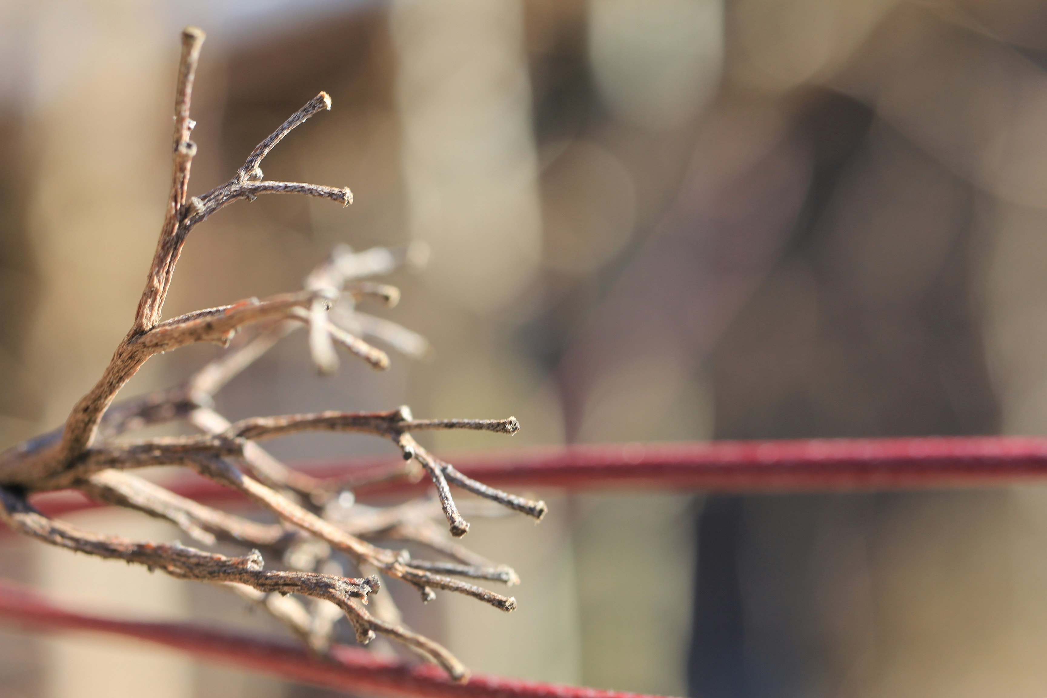 Photo by Elizabeth Cho with Canon EOS 60D