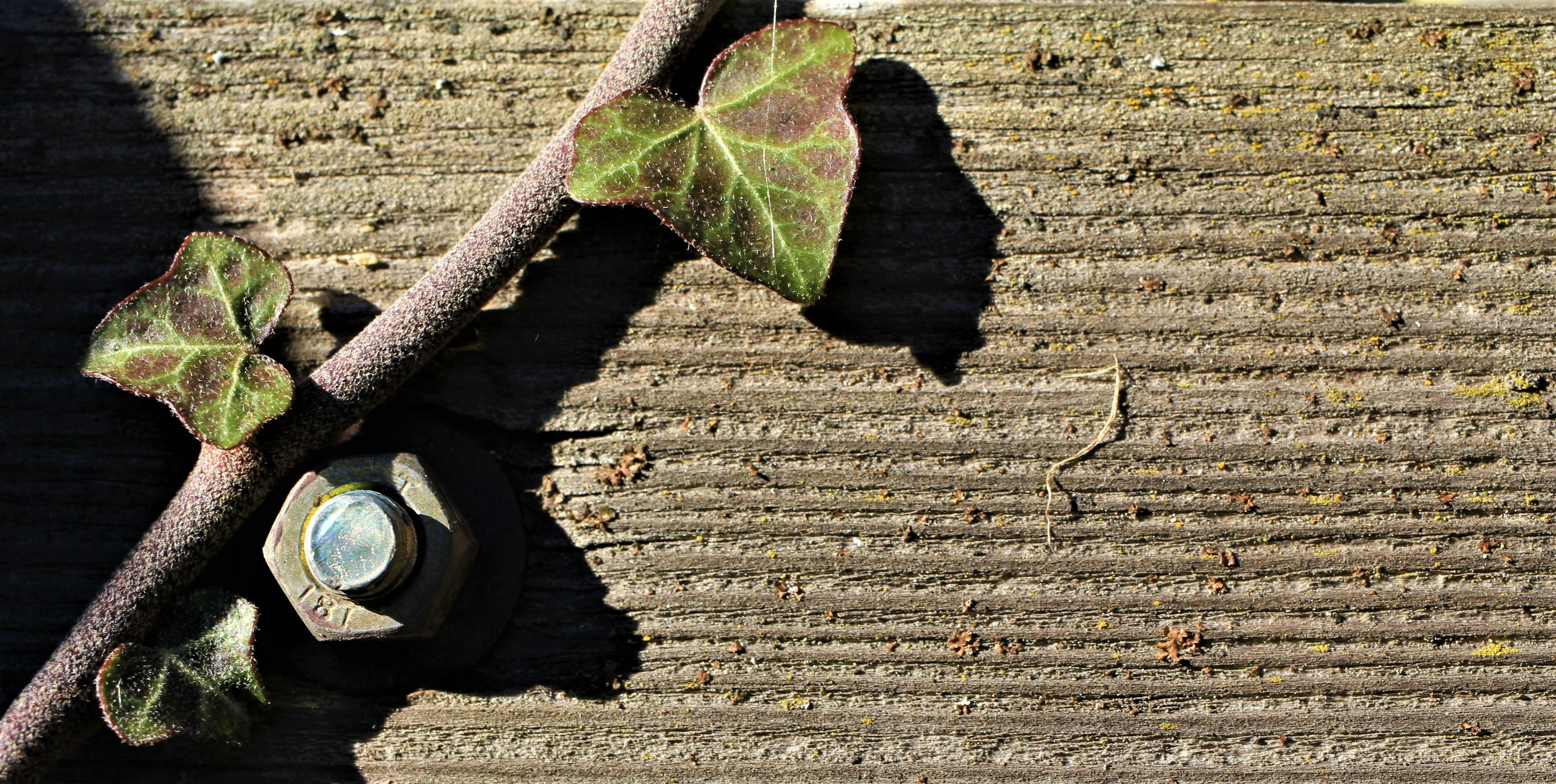 a close up of a vine on a wooden surface