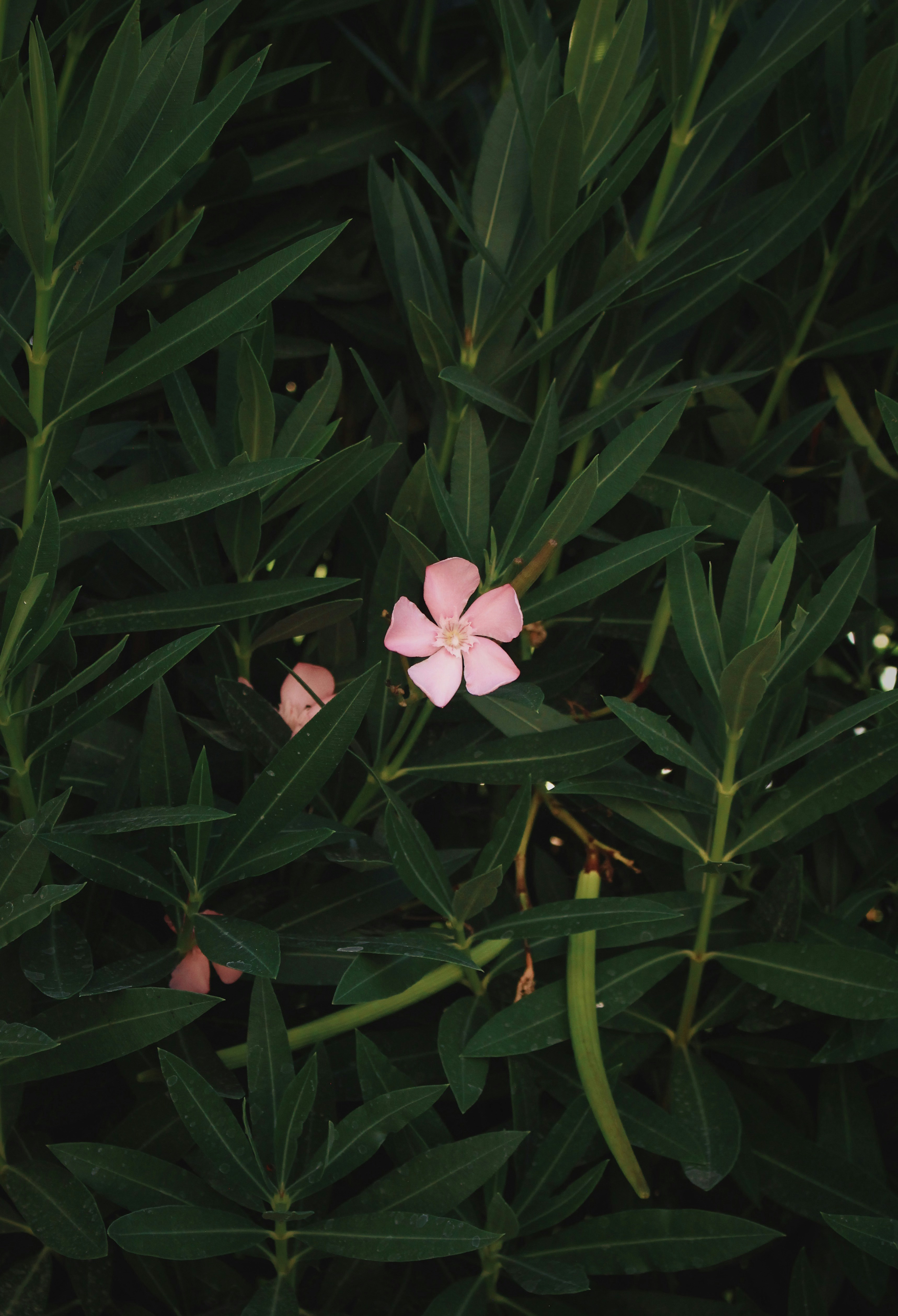 a pink flower sitting on top of a lush green plant