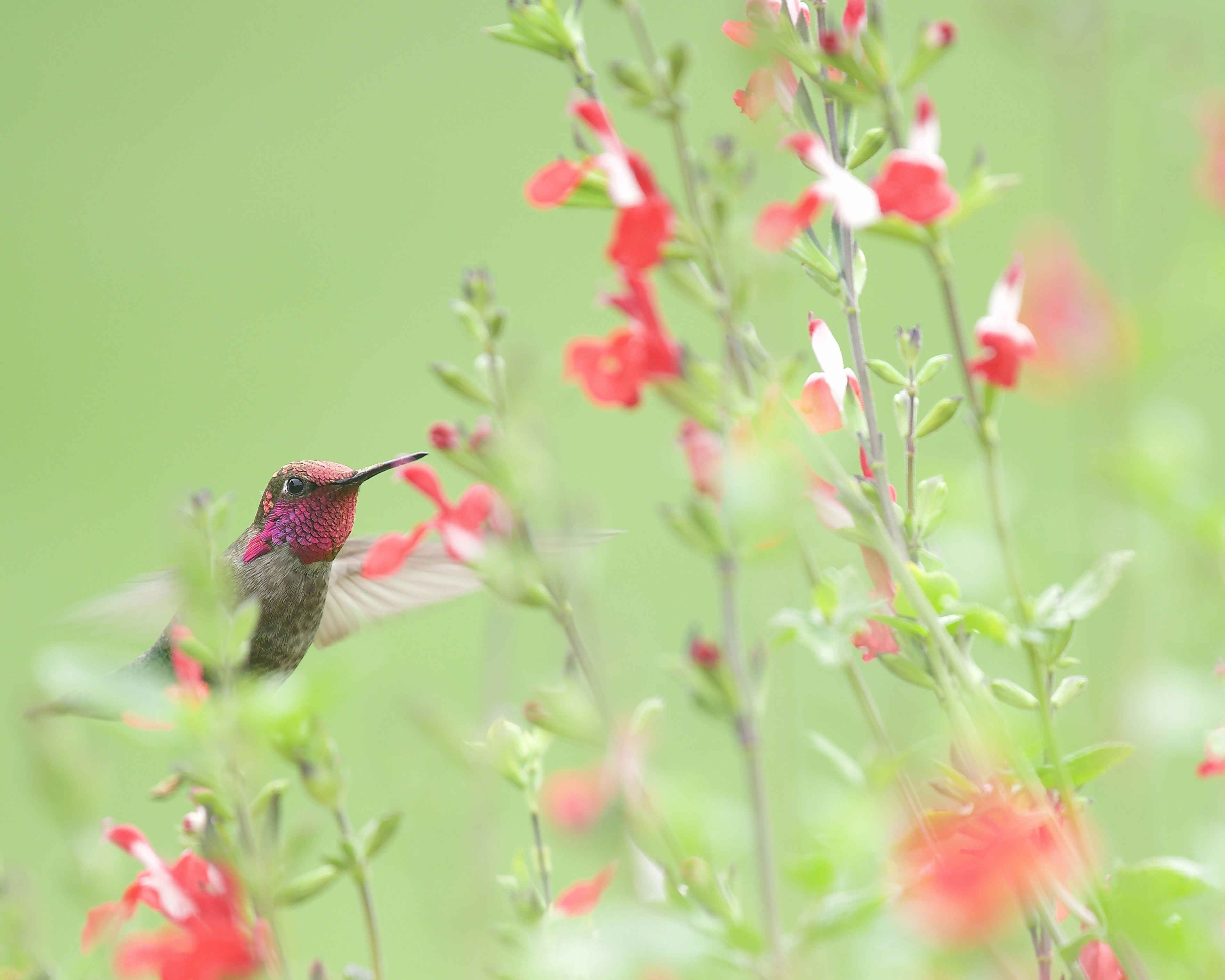 A hummingbird flying over a flower filled field photo – Free Flower ...