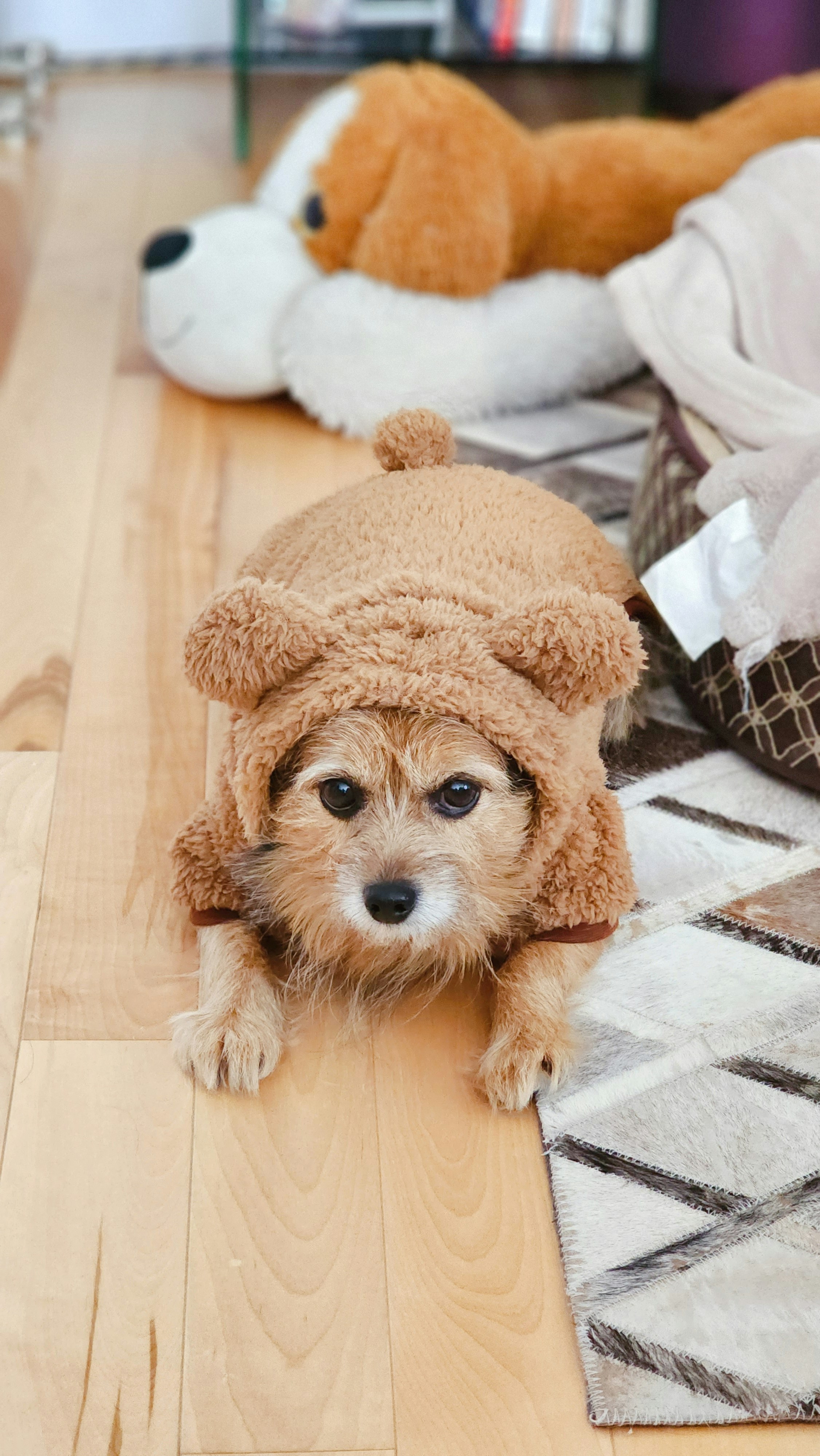 Tiny Pup in a Plush Bear Onesie Patrols a Toy-Filled Room