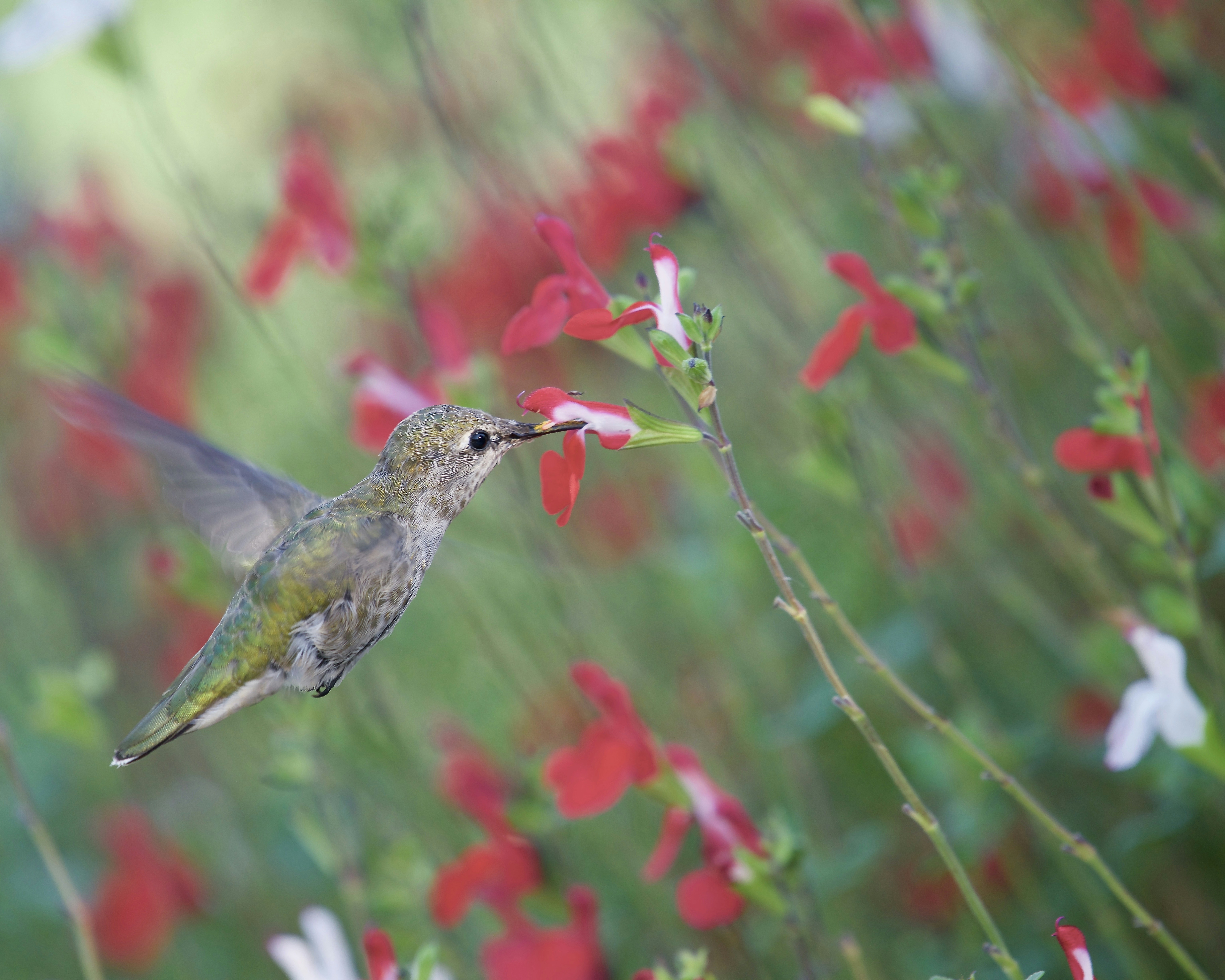 A hummingbird flying through a field of red flowers photo – Free ...