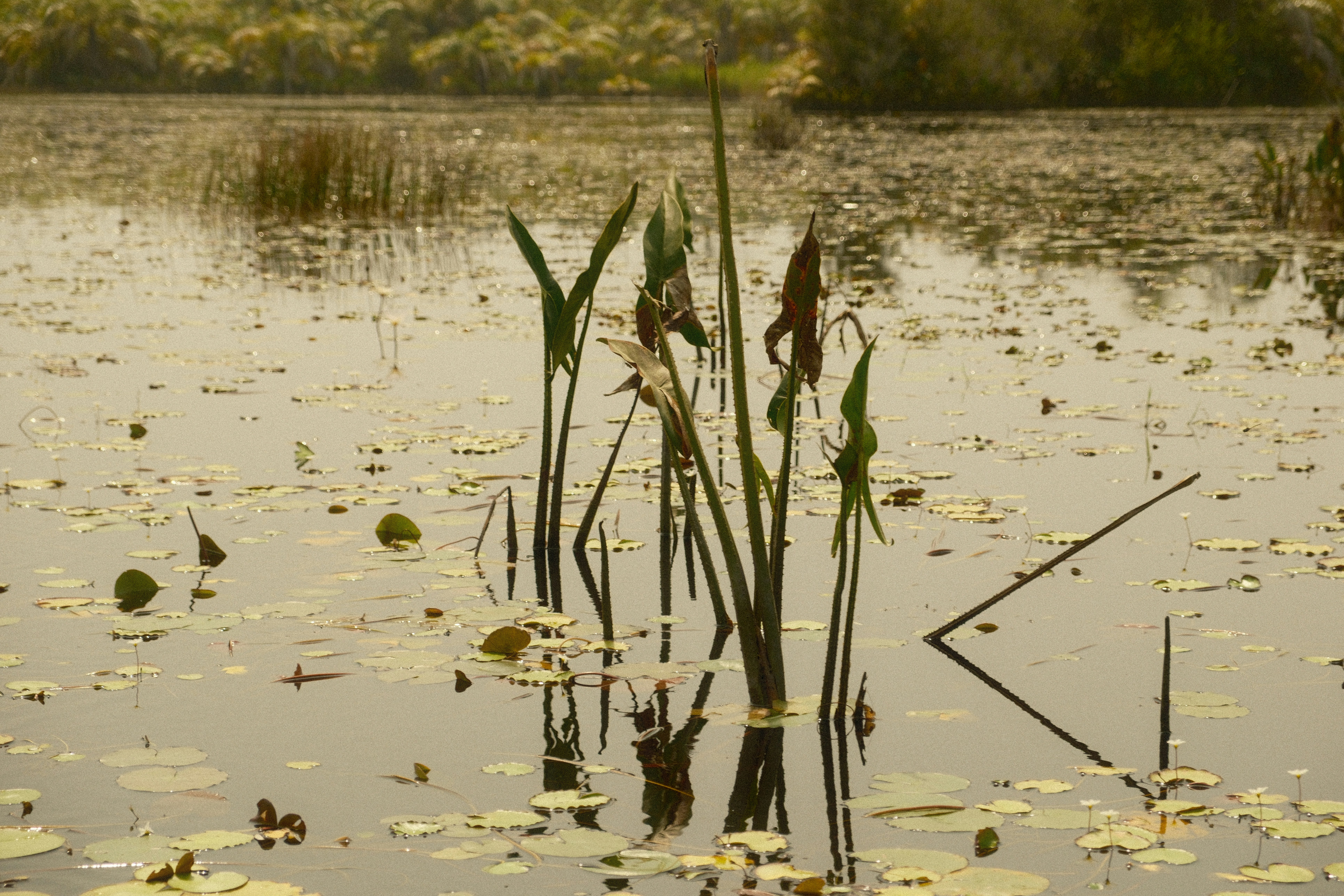 Quiet Wetland Stalks in Morning Light