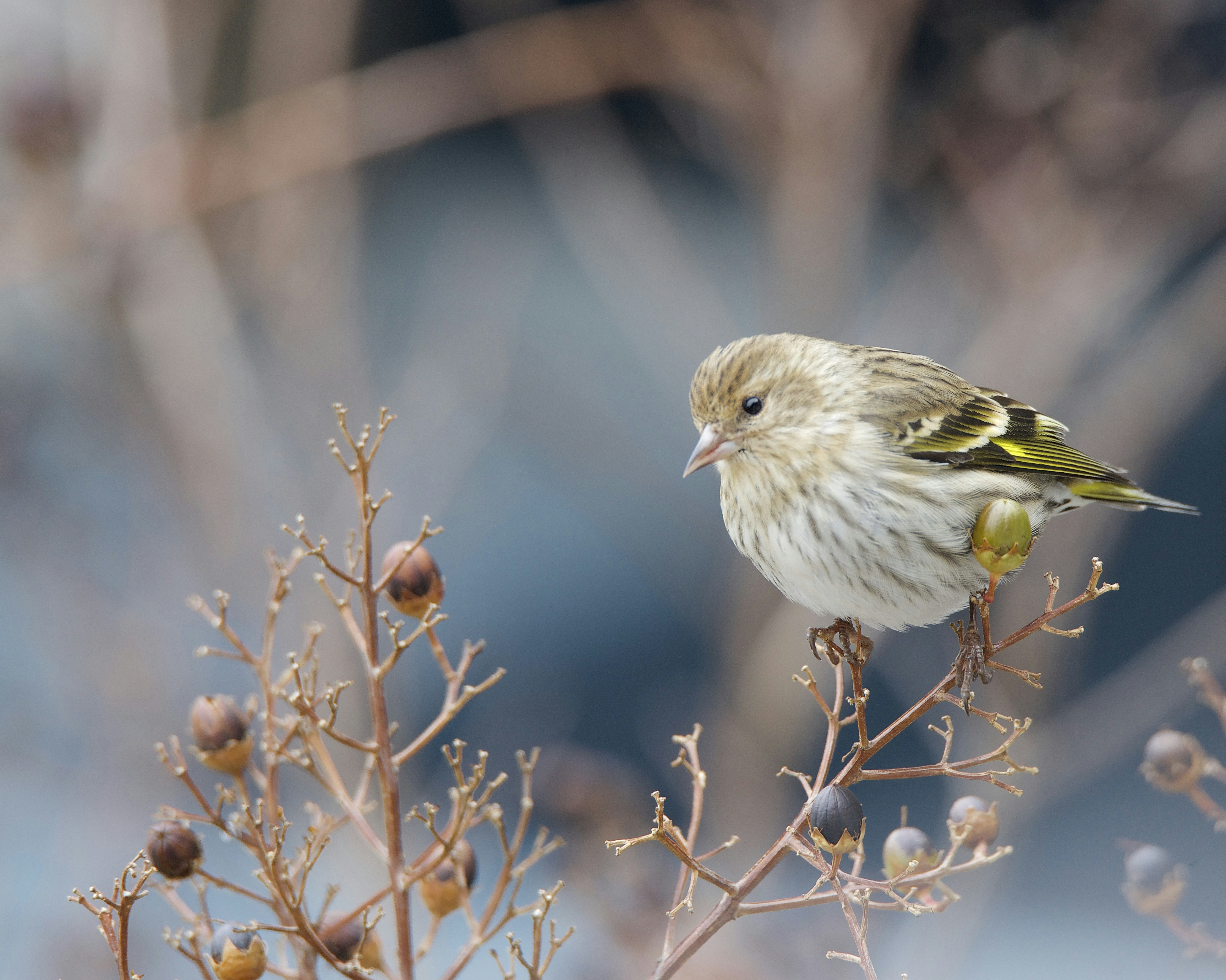 A small bird perched delicately on a branch, surrounded by dried seed pods against a soft, blurred background.