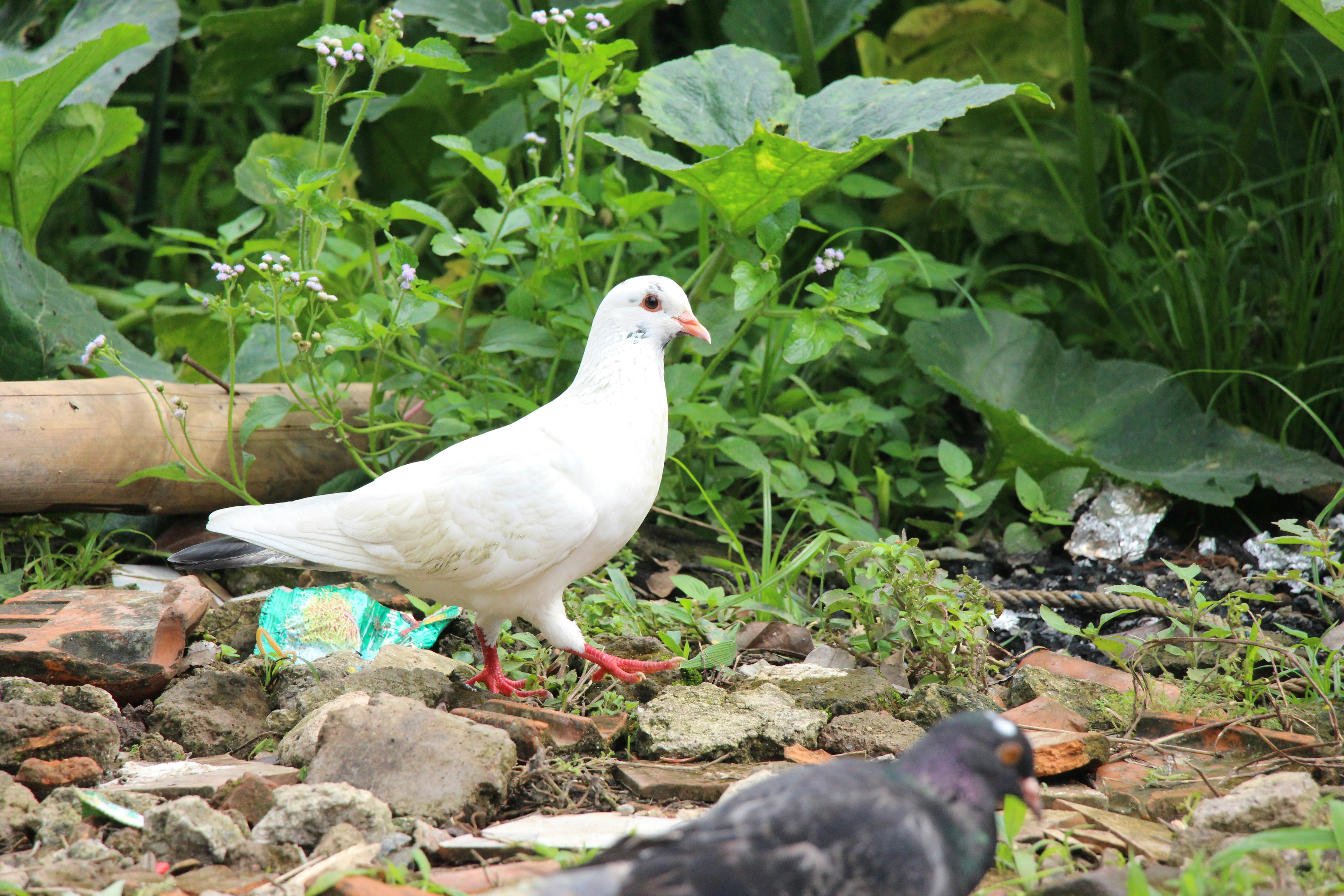 A white pigeon standing on a pile of rocks photo – Free Bird in sky ...
