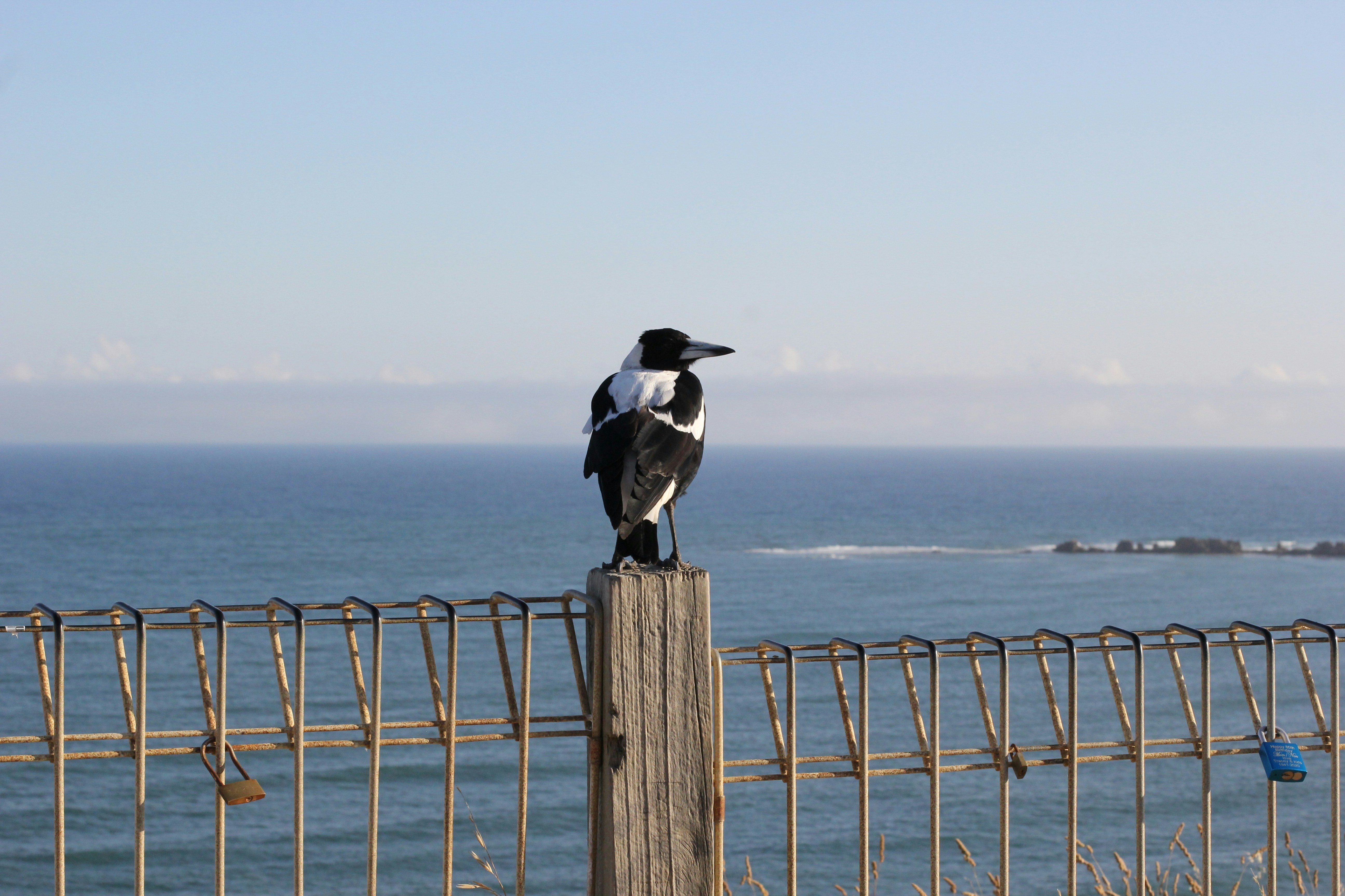 Harbor Sentinel: A solitary crow watches the sea from a weathered post