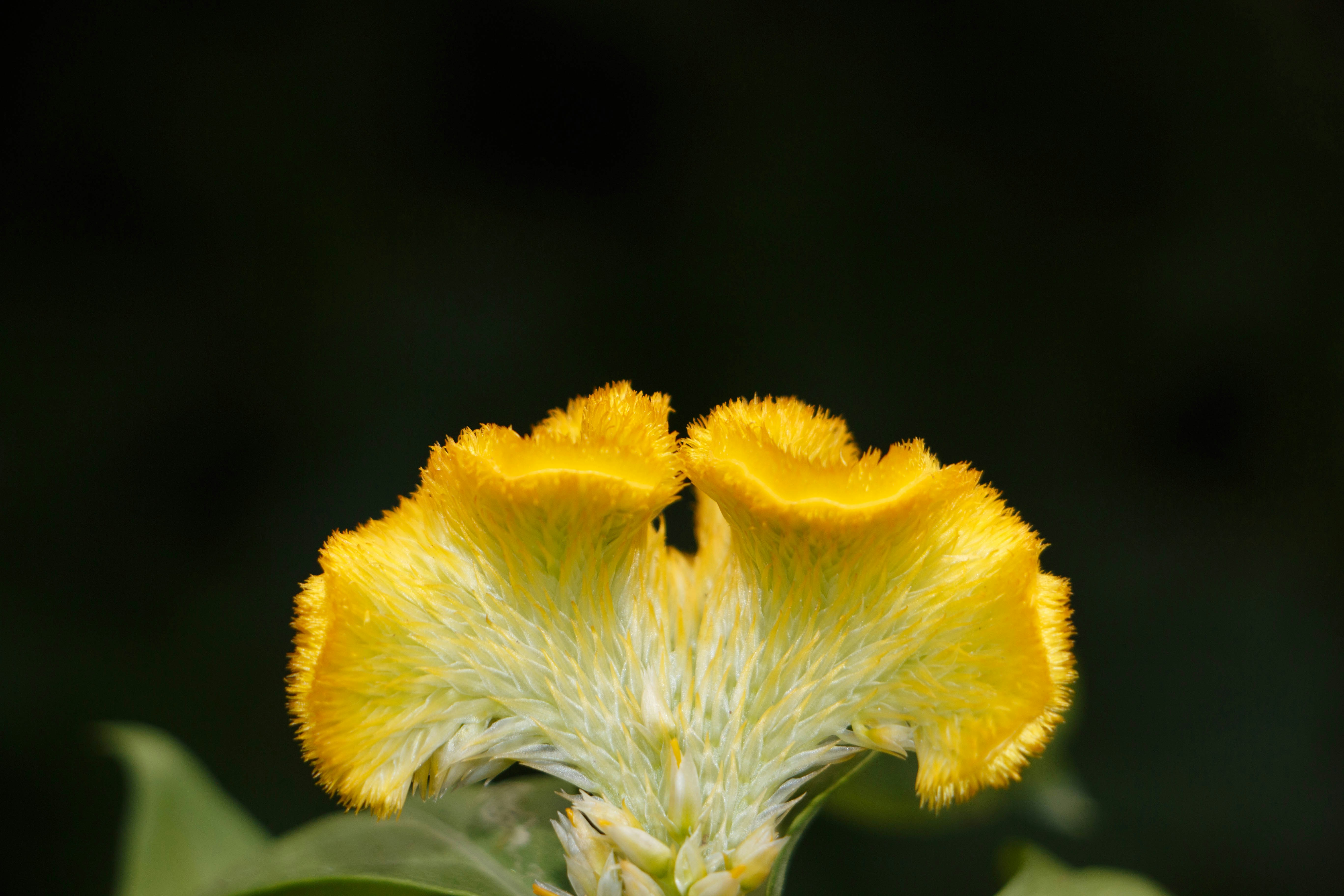 Vibrant yellow flower with intricate textures and details against a dark background.