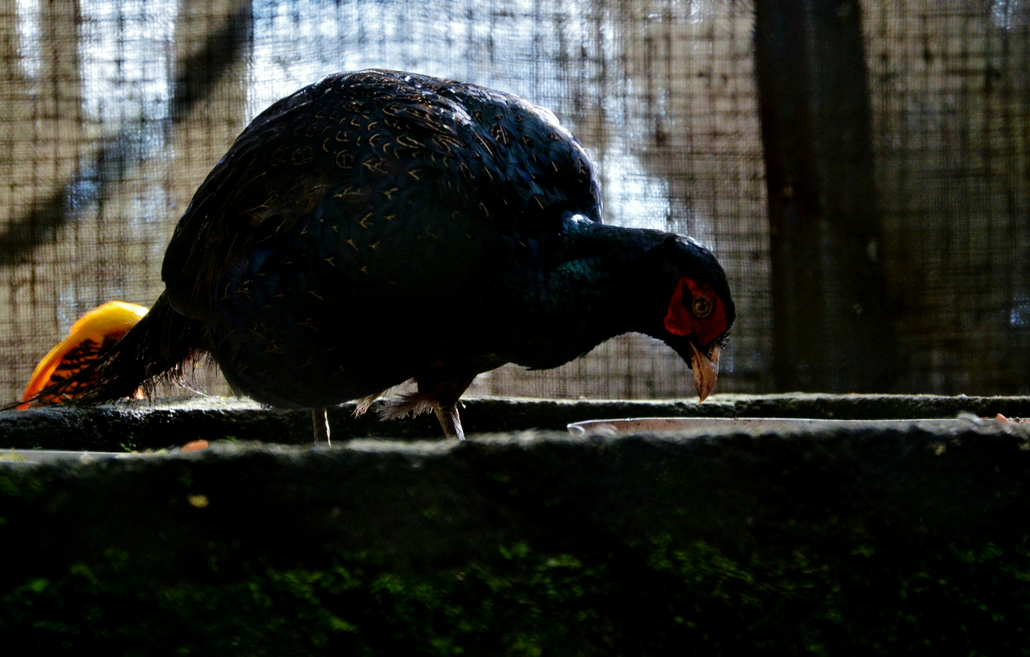 Forager in the Moss: A Dark-Plumaged Bird on a Mossy Ledge