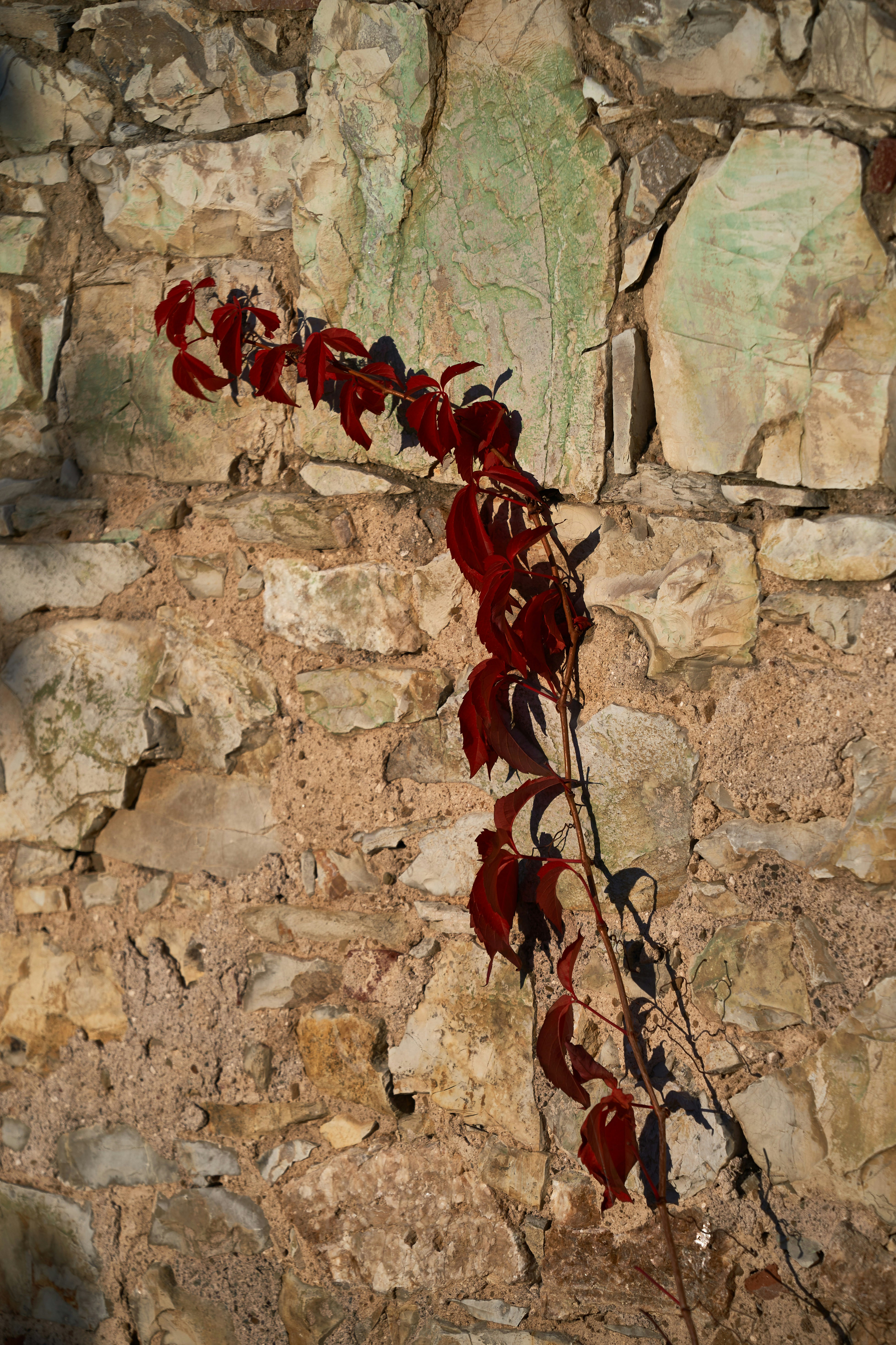 a stone wall with a vine growing on it