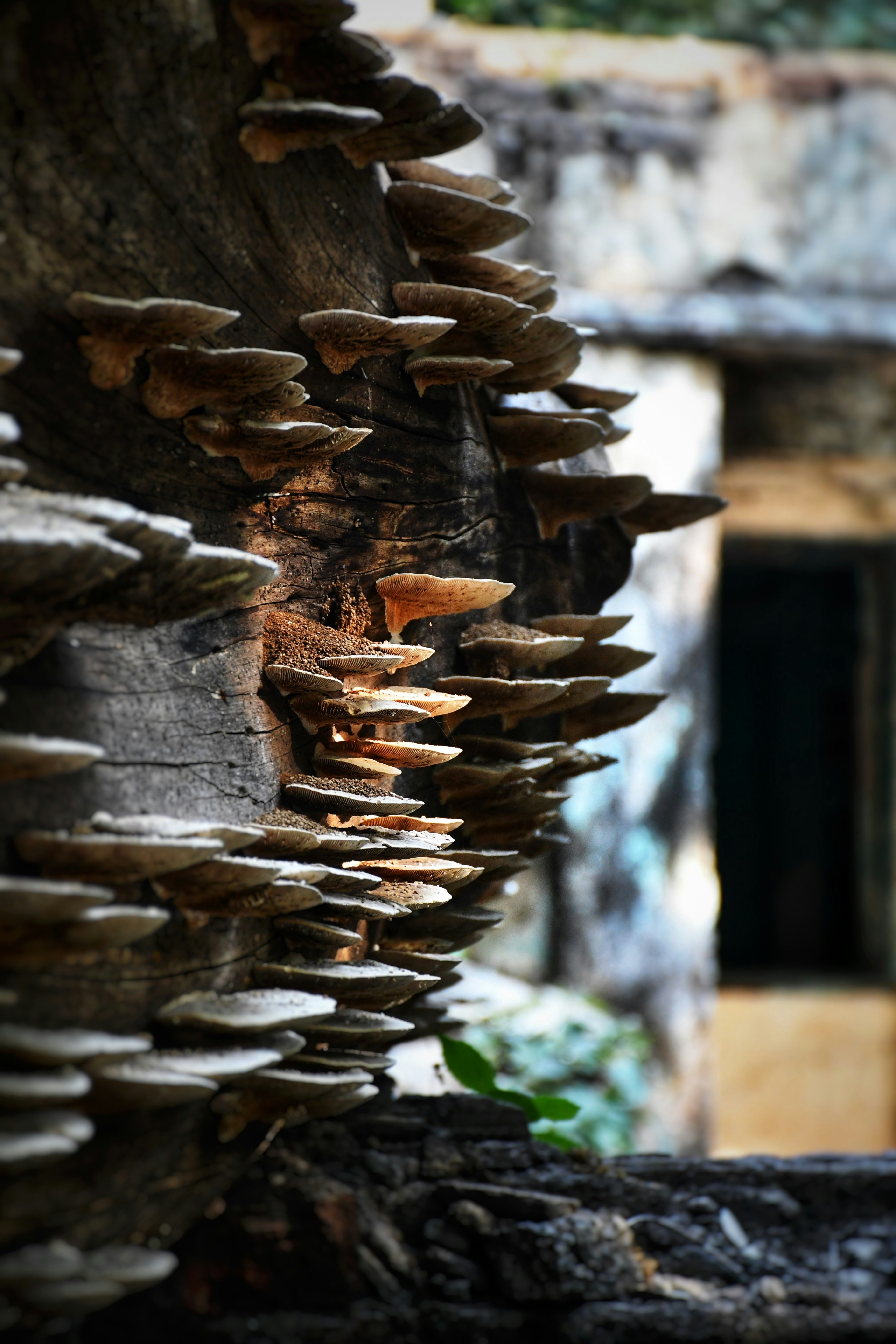 Stacked Shelf of Time: Fungi Cling to a Weathered Trunk in an Abandoned Setting