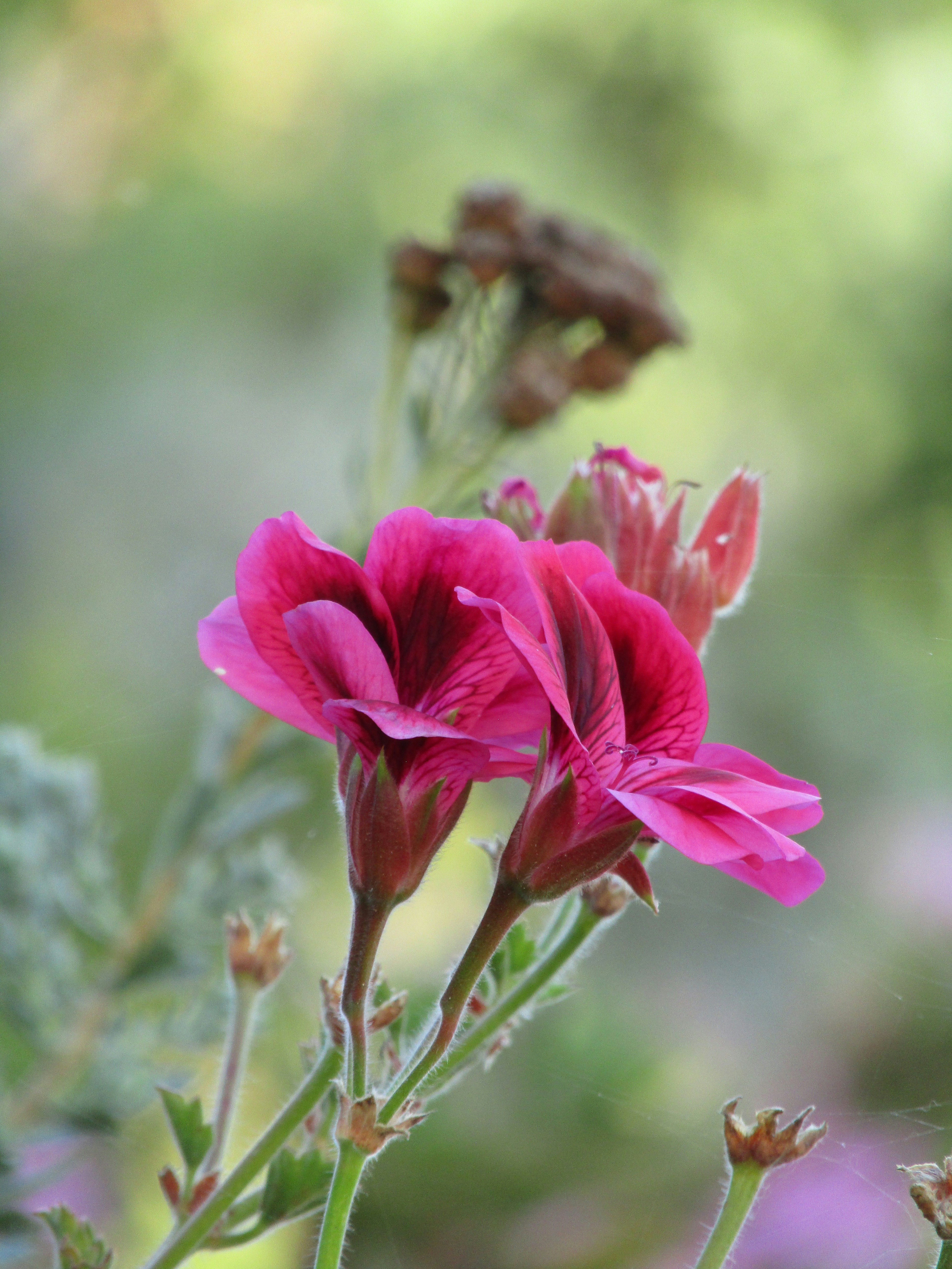 Crimson Geraniums: A Close-Up in Soft Garden Glow