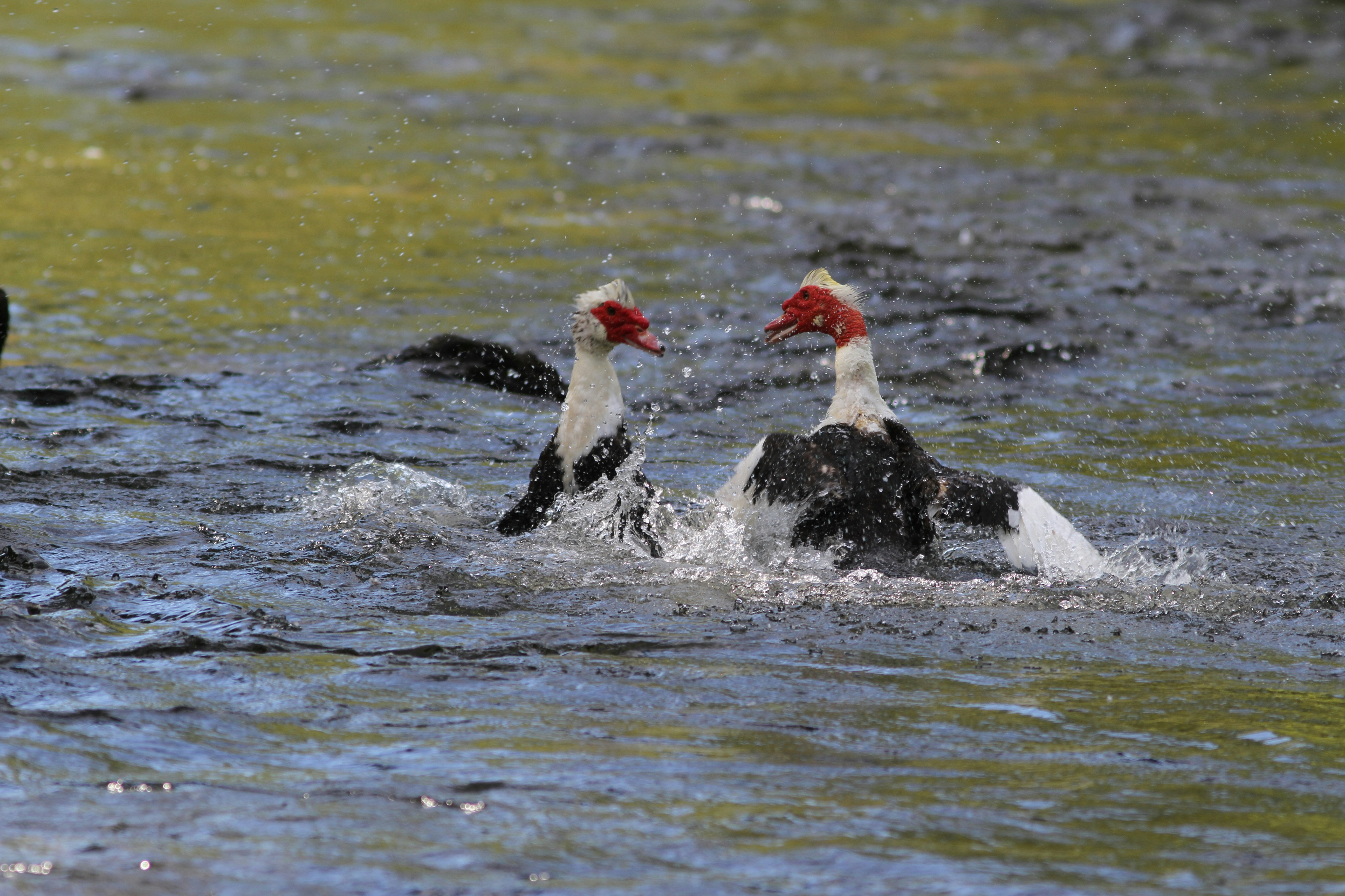 Duel on the Ripple: Two Red-billed Ducks in a Sunlit Wake