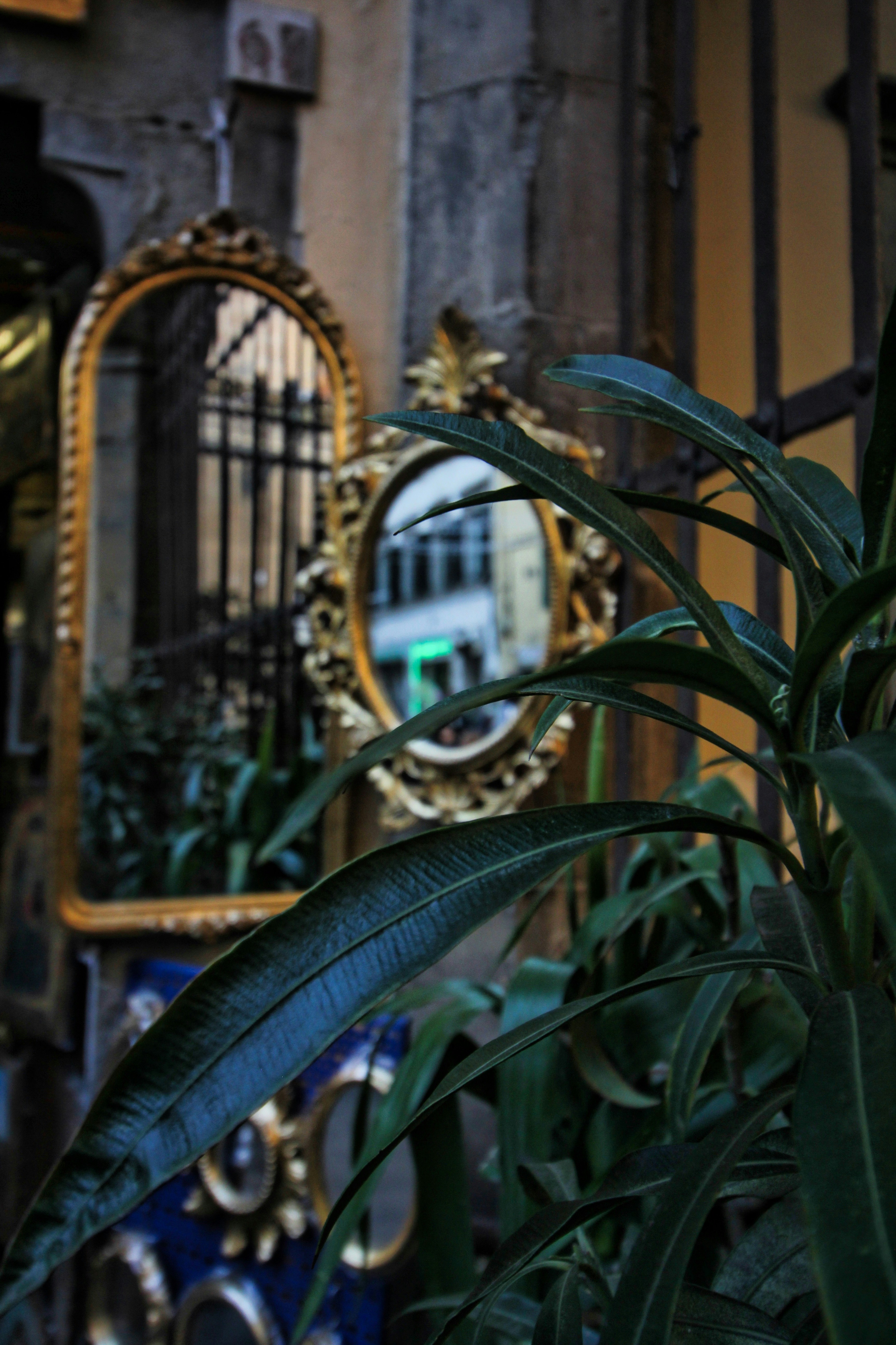 Gold Frames Meet Verdant Depth: A Plant-Backed Alley Gallery