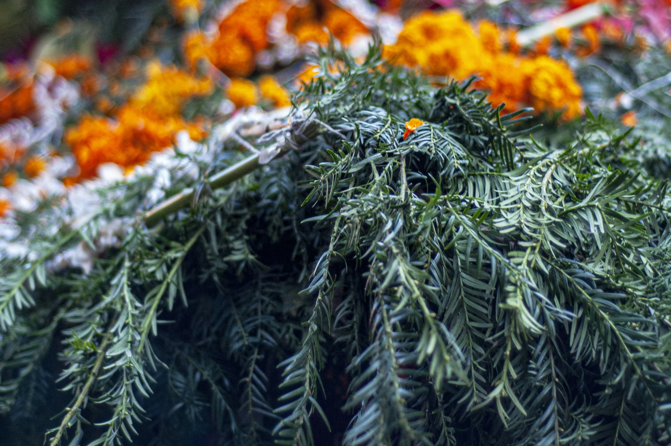 Vibrant marigold flowers interwoven with lush green foliage, creating a rich tapestry of color and texture. The arrangement speaks to the beauty of natural elements.