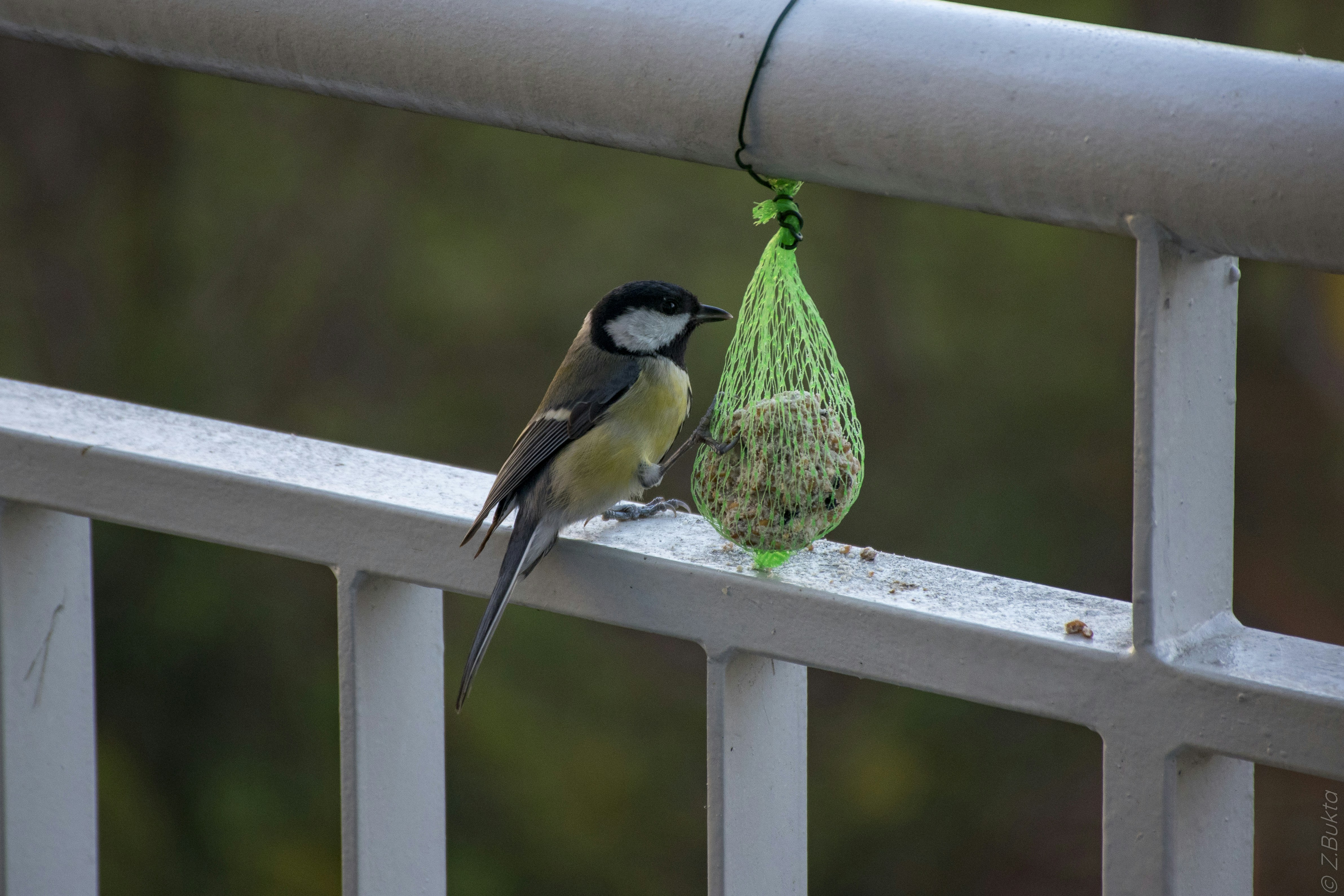 a small bird is perched on a railing