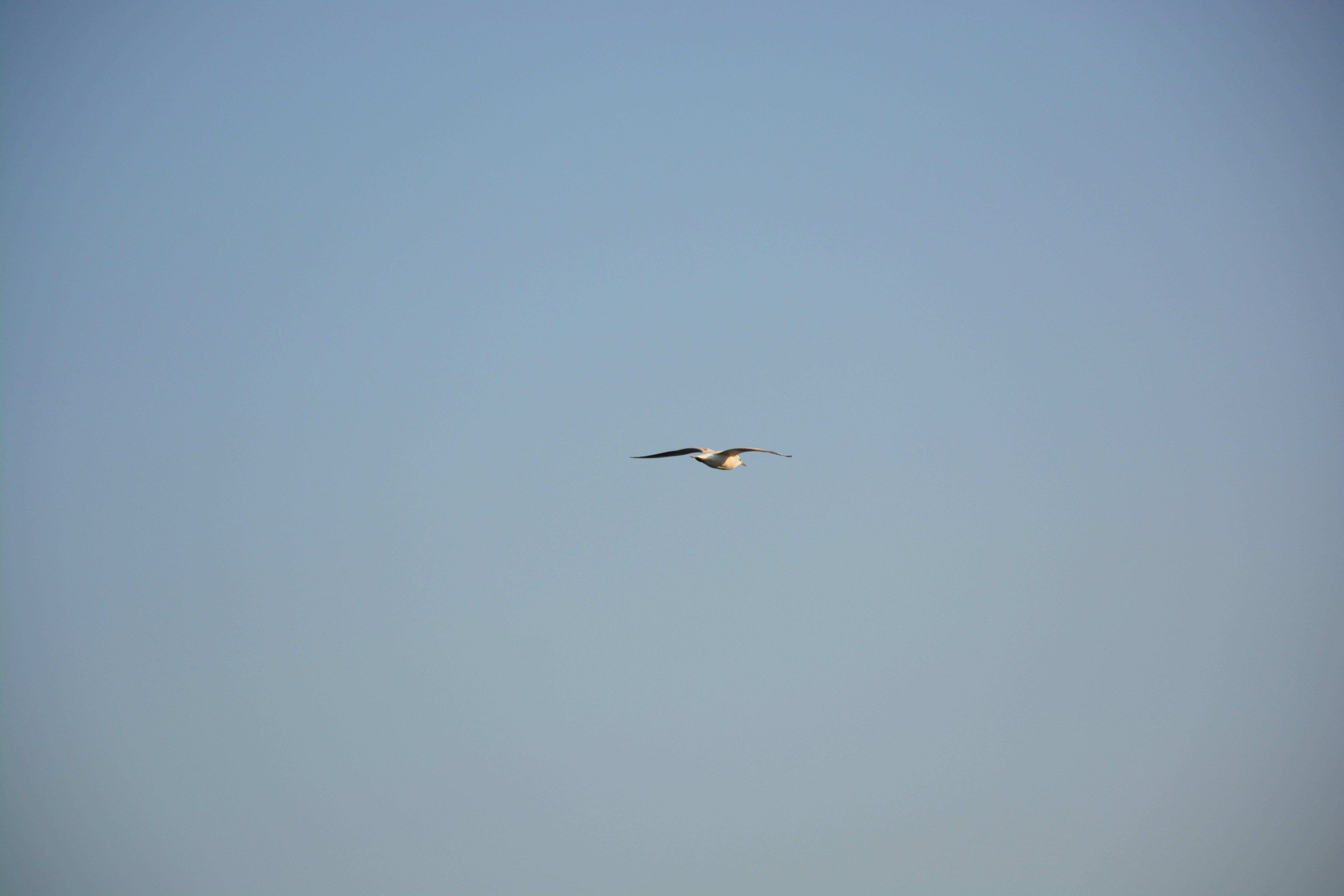 A solitary bird glides effortlessly against a clear blue sky, embodying freedom and tranquility.