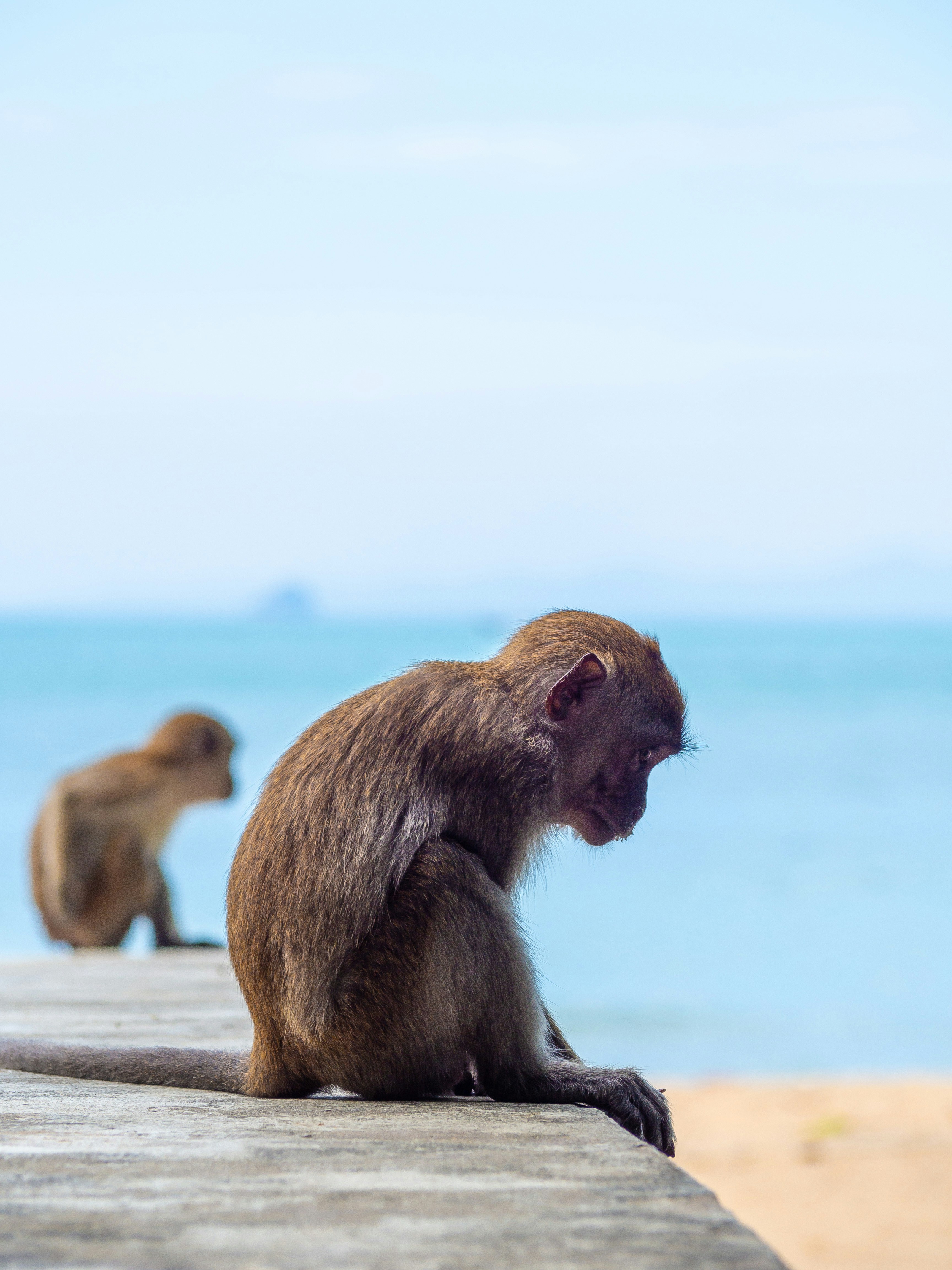 A couple of monkeys sitting on top of a wooden pier photo – Free Monkey ...