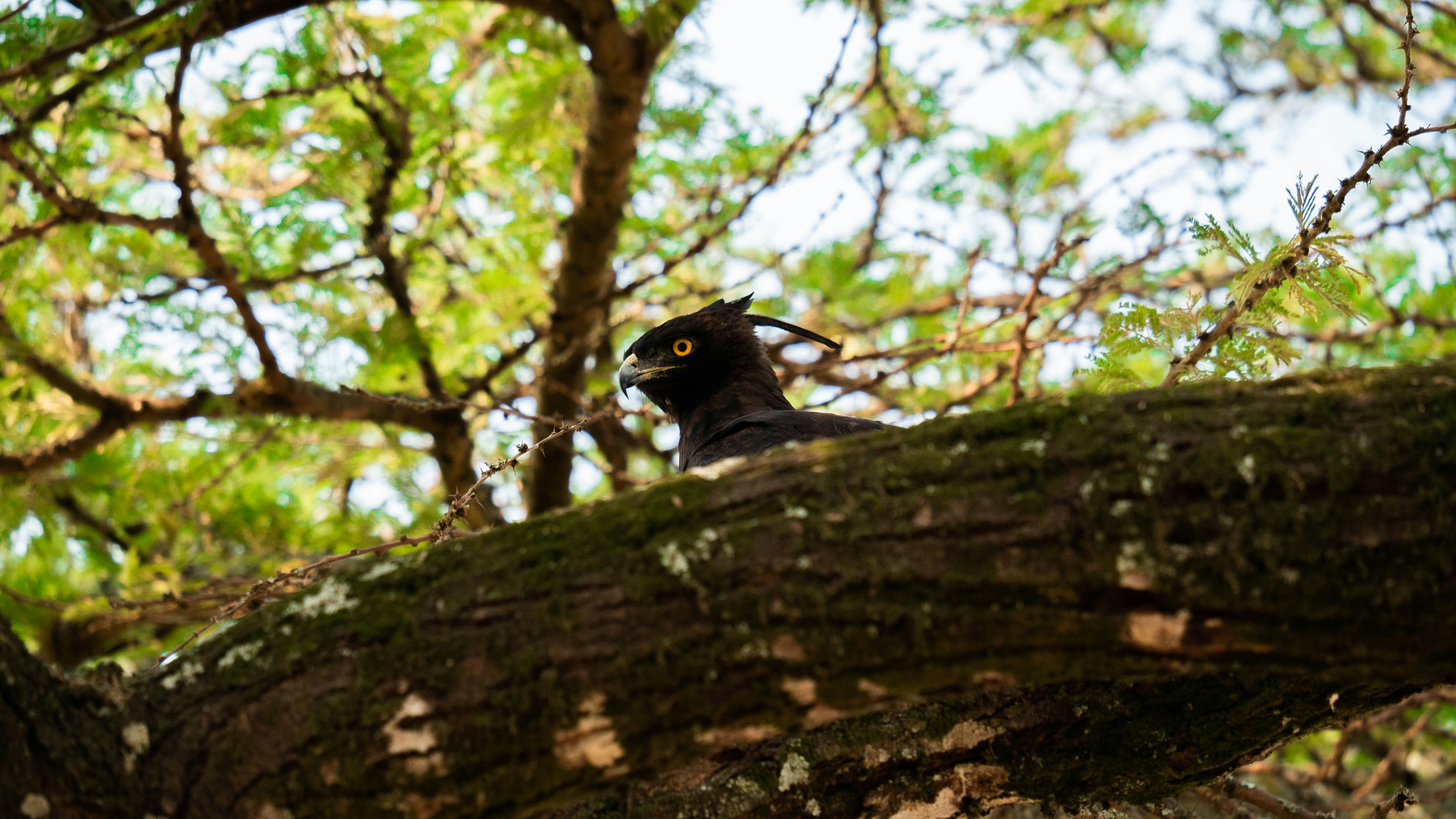 Un oiseau noir assis au sommet d’une branche d’arbre photo – Photo ...