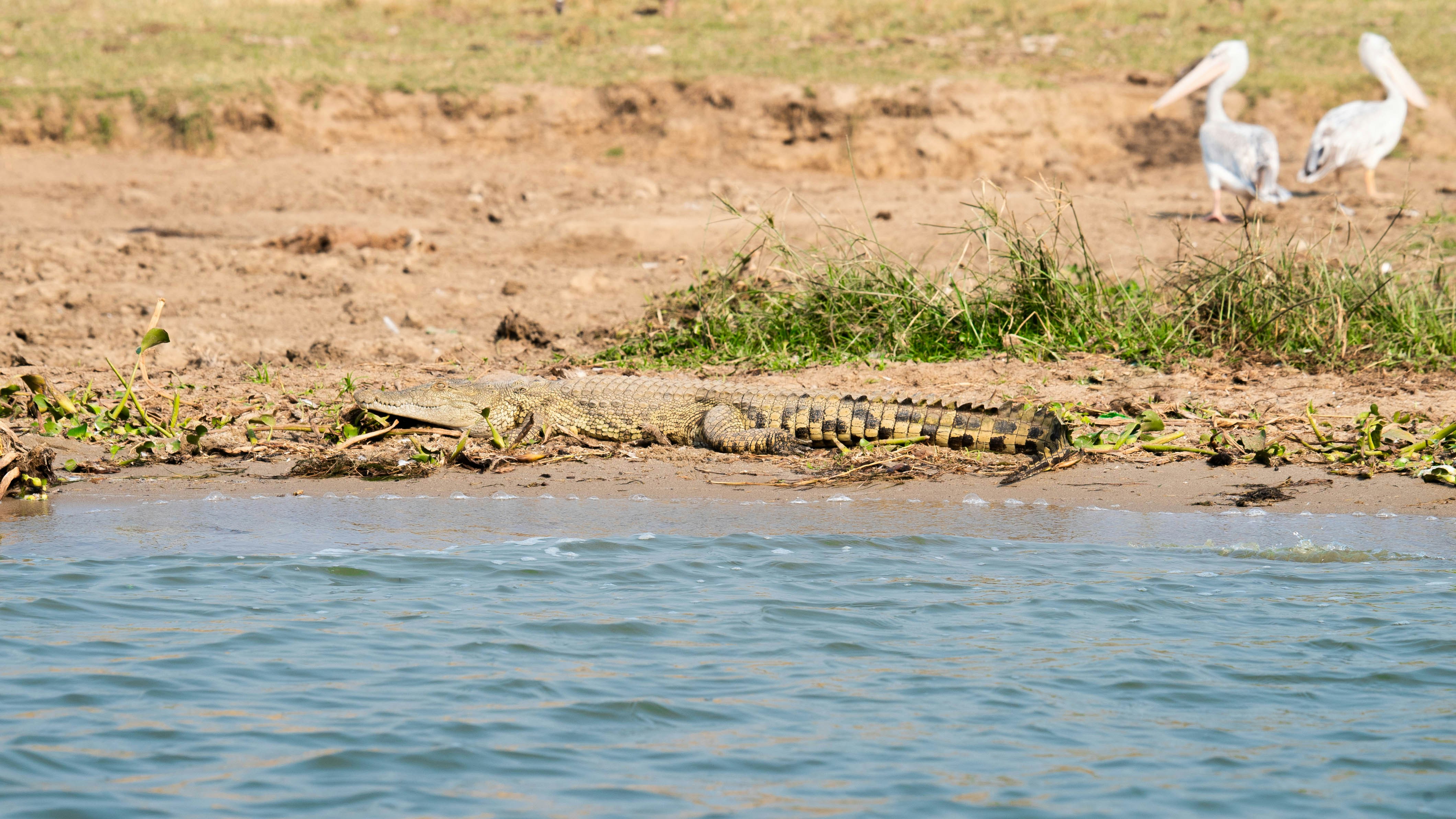 A crocodile lies motionless on the riverbank, blending into its surroundings, while two birds forage nearby. The tranquil scene highlights the coexistence of wildlife.