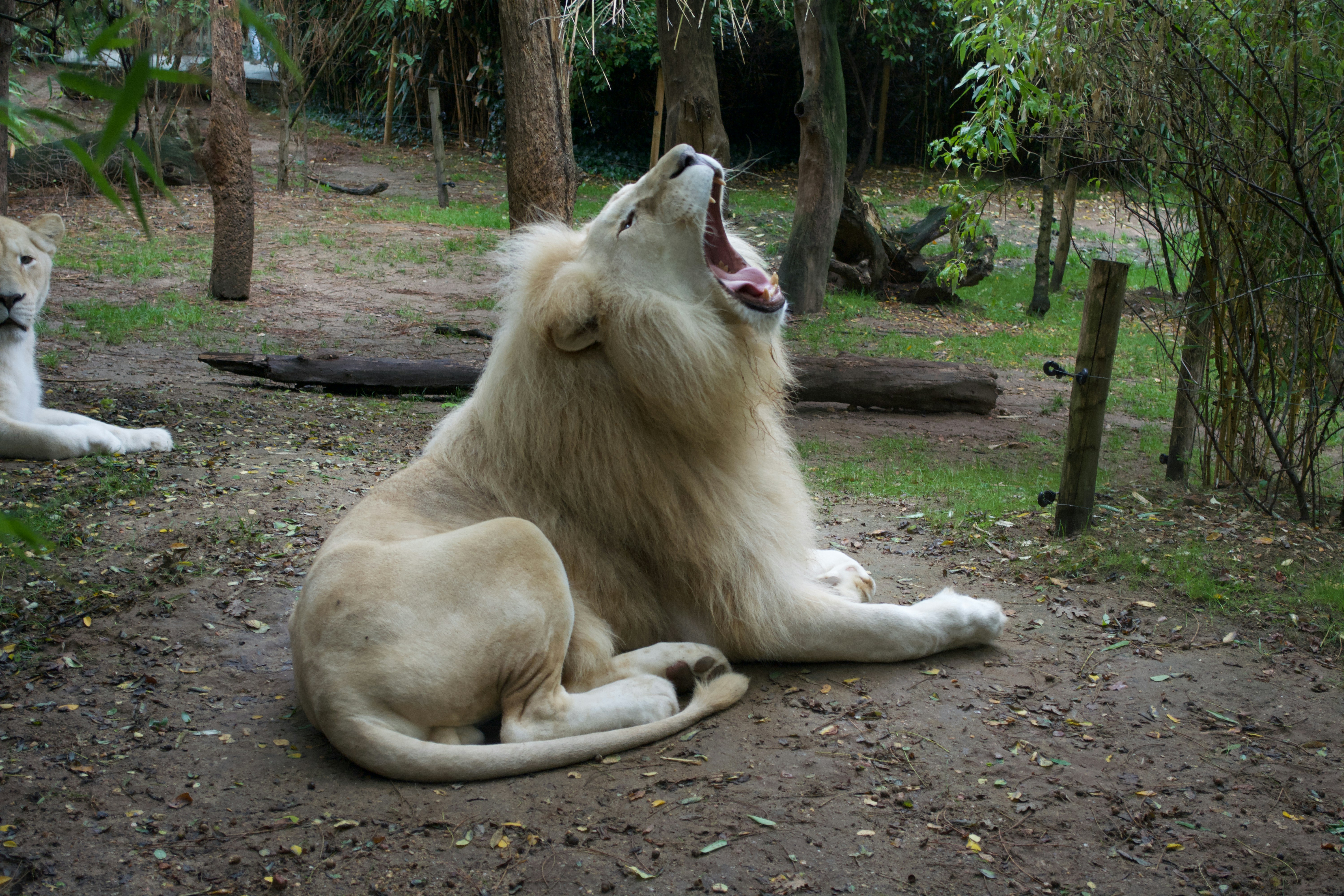 Dawn Yawn in a Forest Enclosure