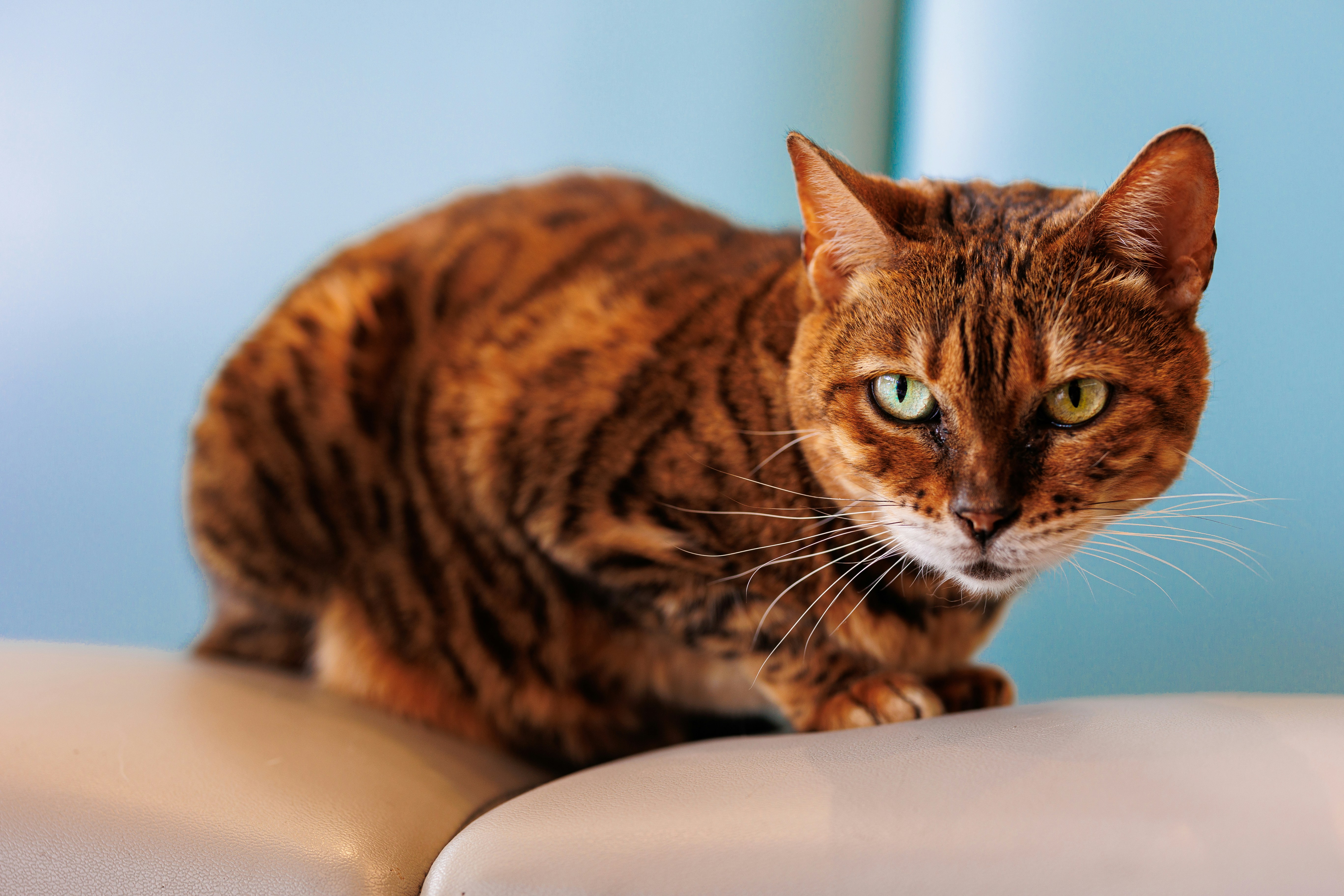 Foto Un gato sentado encima de una silla blanca – Imagen Gato gratis en ...