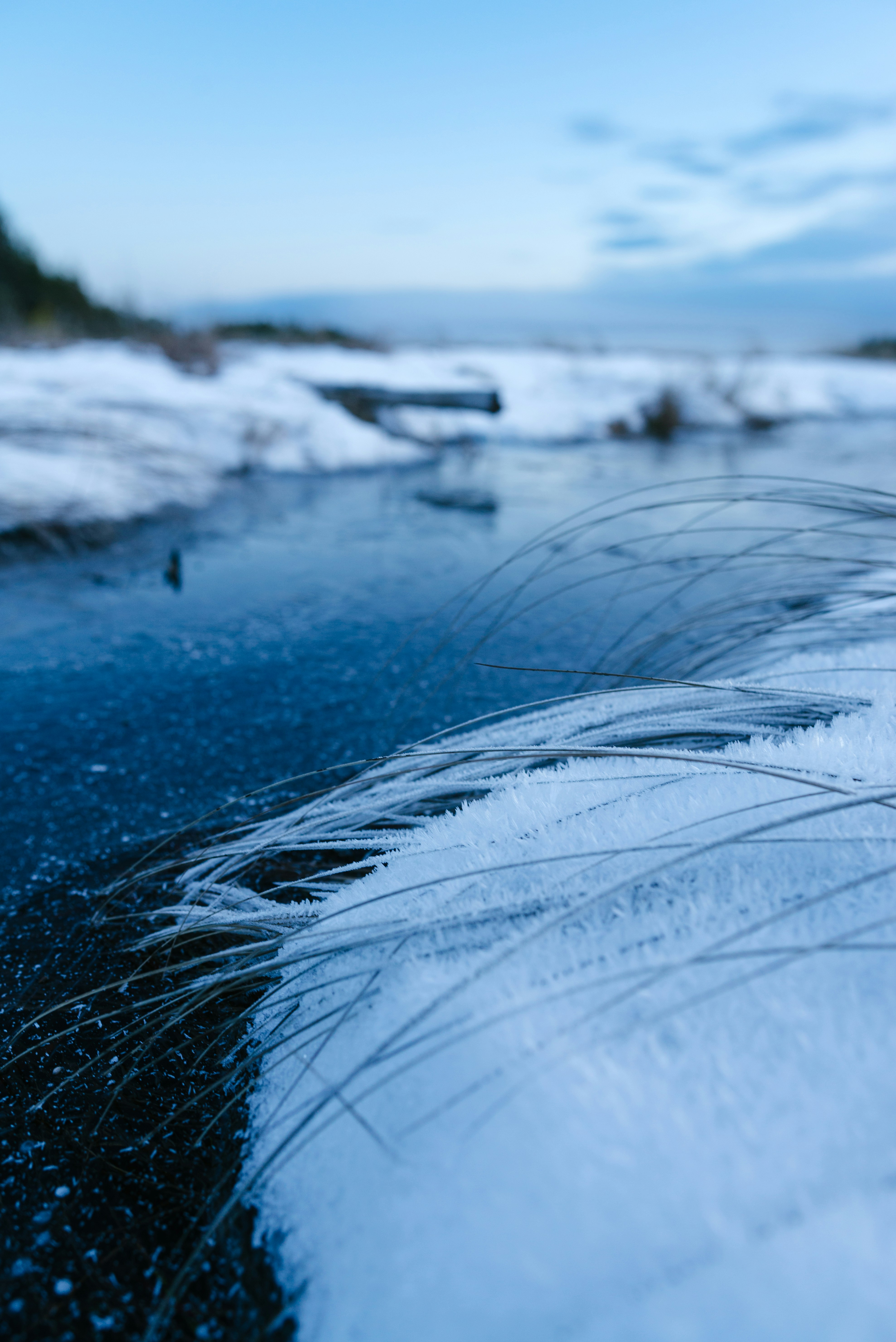 Blue Hour Frost: Grass Along a Frozen River