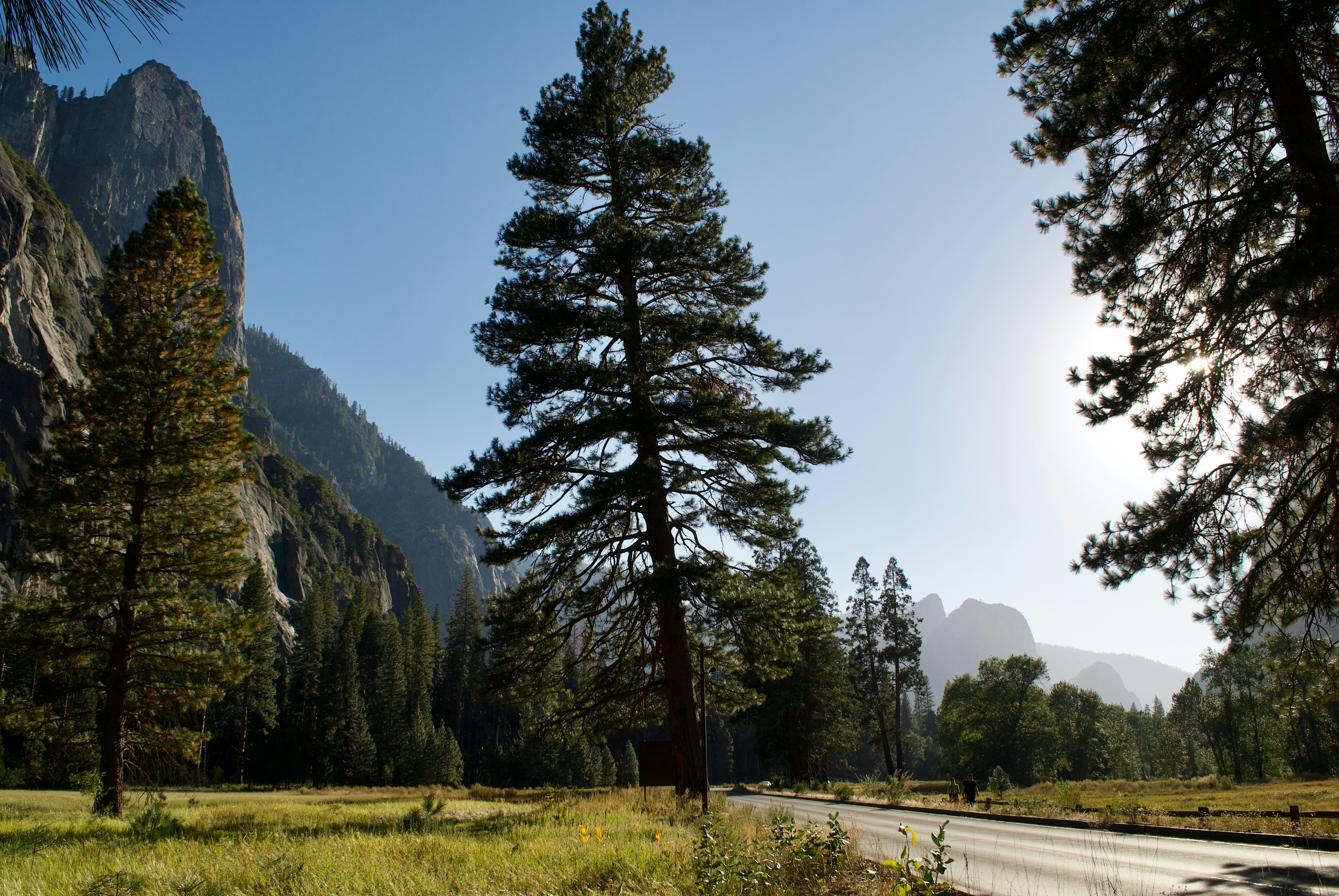 Pine Sentinel Along a Sunlit Valley Road