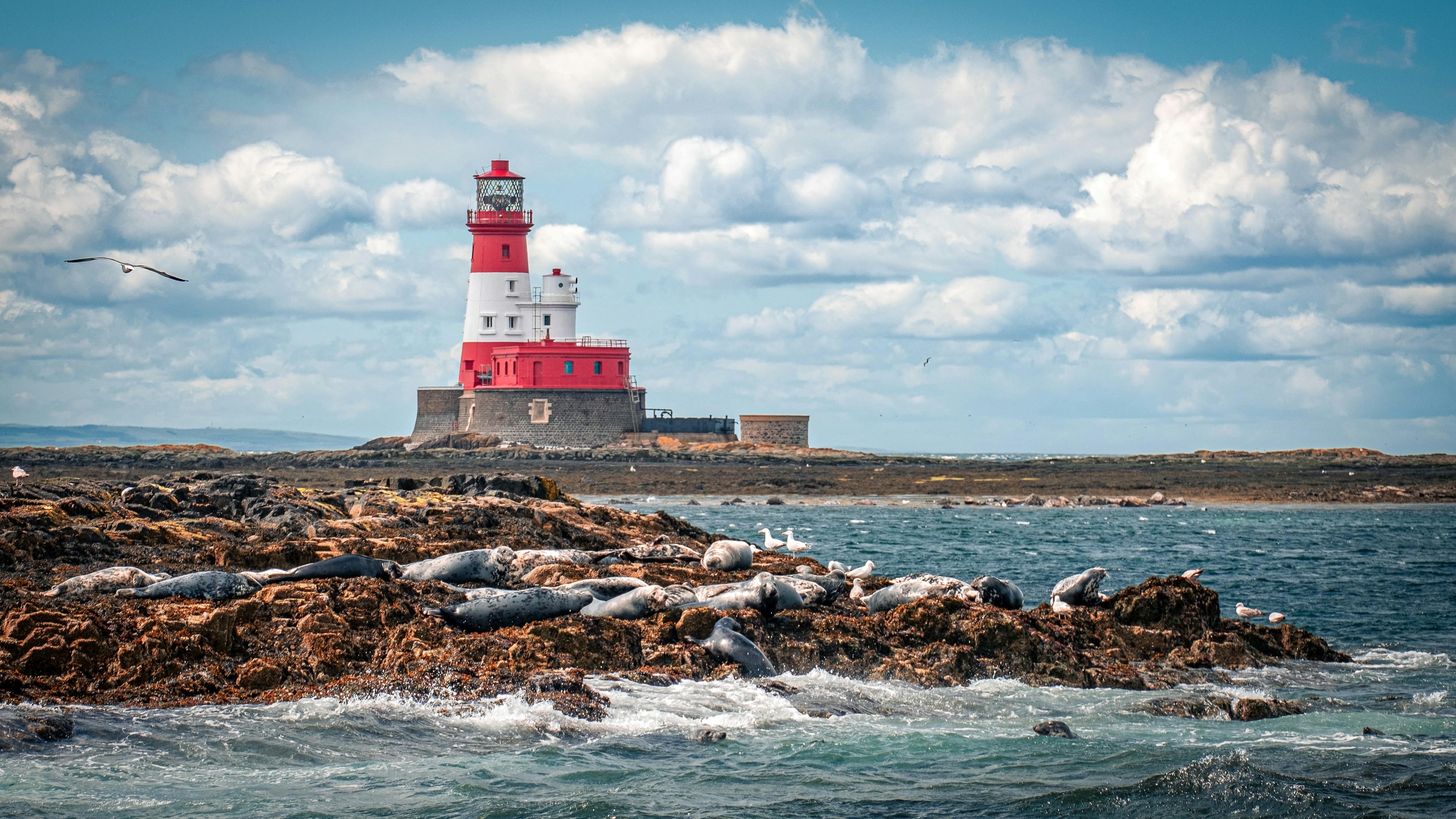 Seals bask on rocky shores with a red and white lighthouse in the background under a partly cloudy sky.