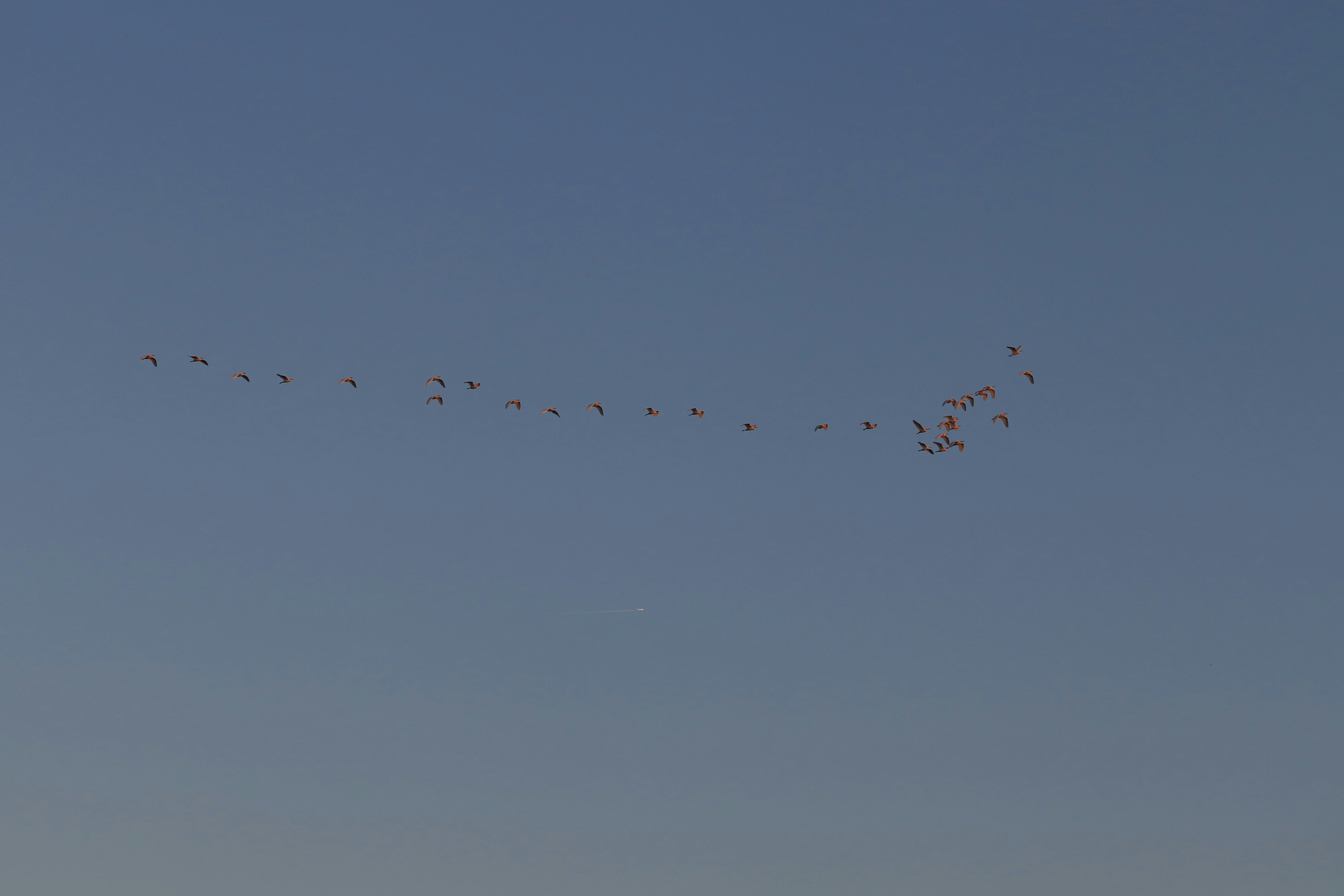 Arc of Wings Across a Quiet Gradient Sky