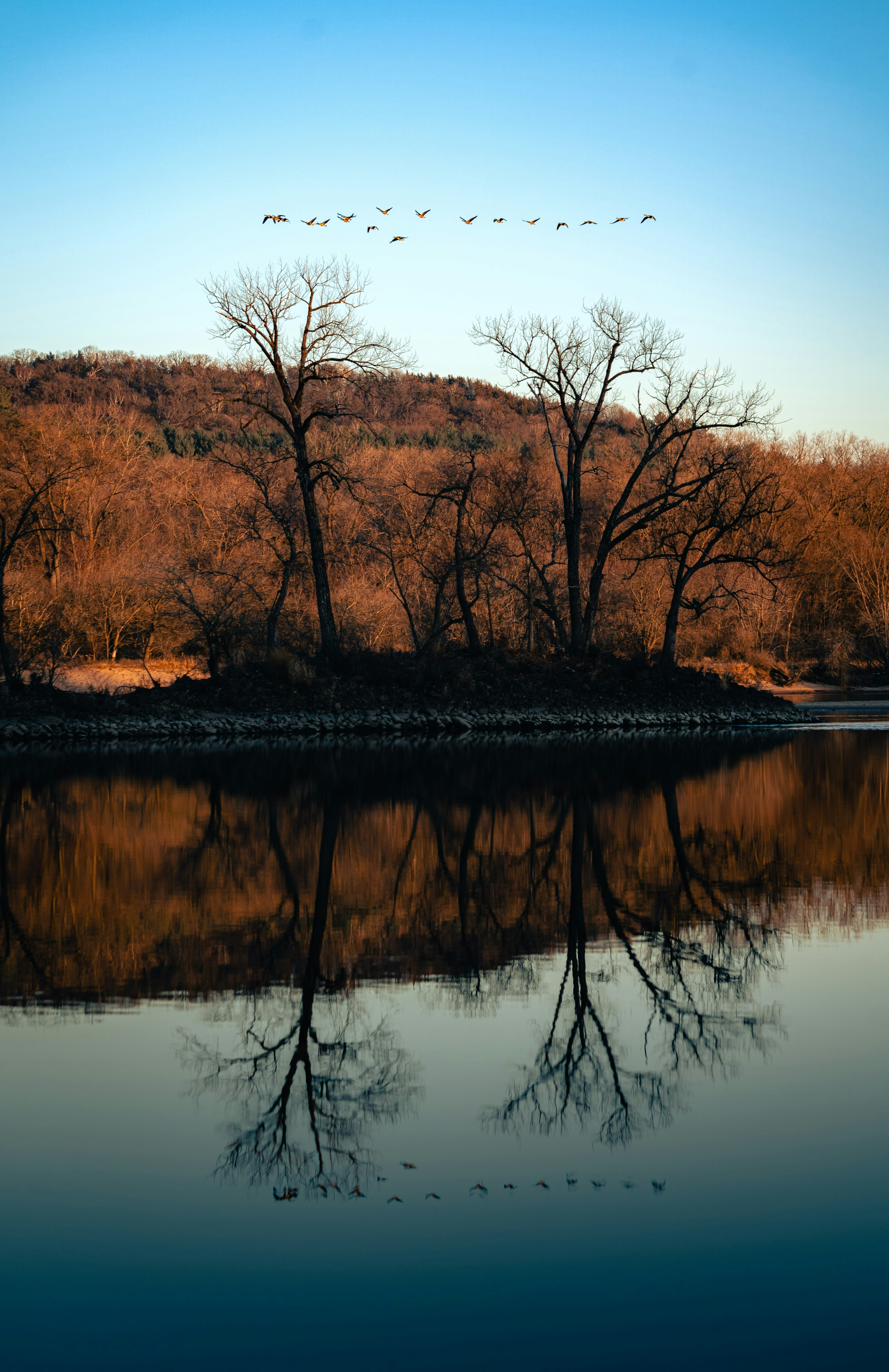 Silhouetted trees line a tranquil river, reflecting their forms on the water's surface, while a flock of birds gracefully flies overhead.