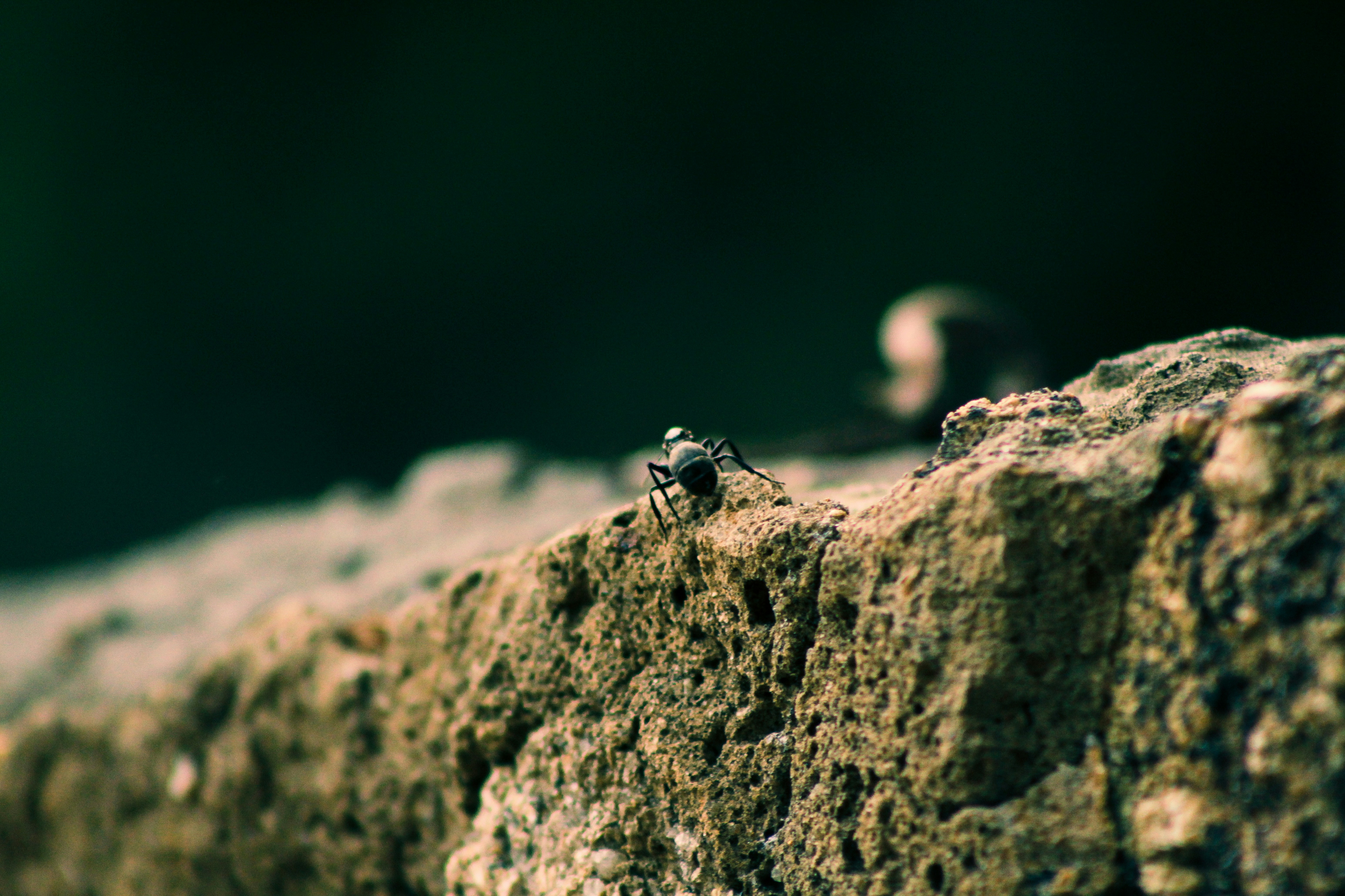 A couple of small bugs sitting on top of a rock photo – Free Angra dos ...