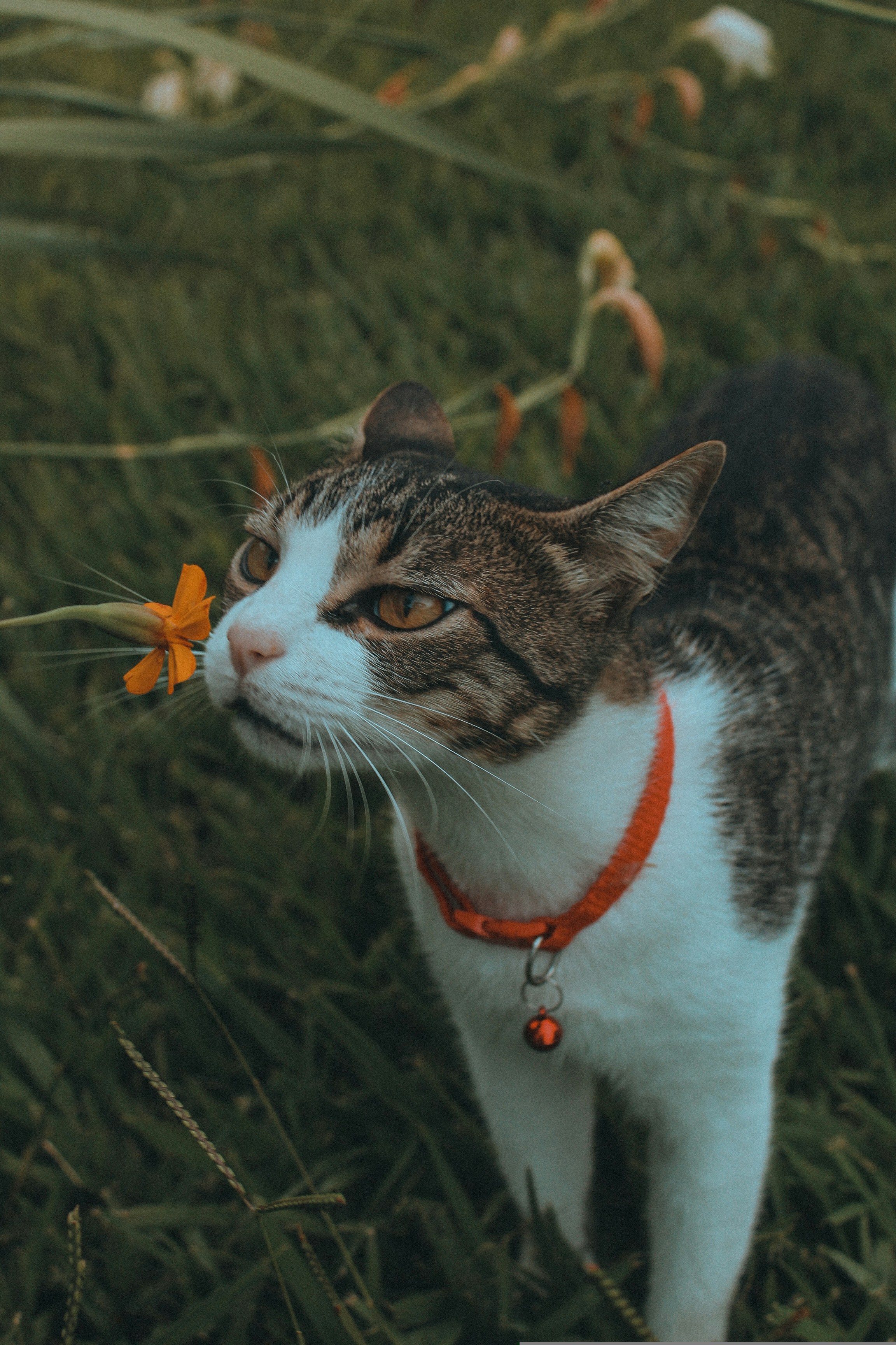 Gatinho cheirando flores na primavera.