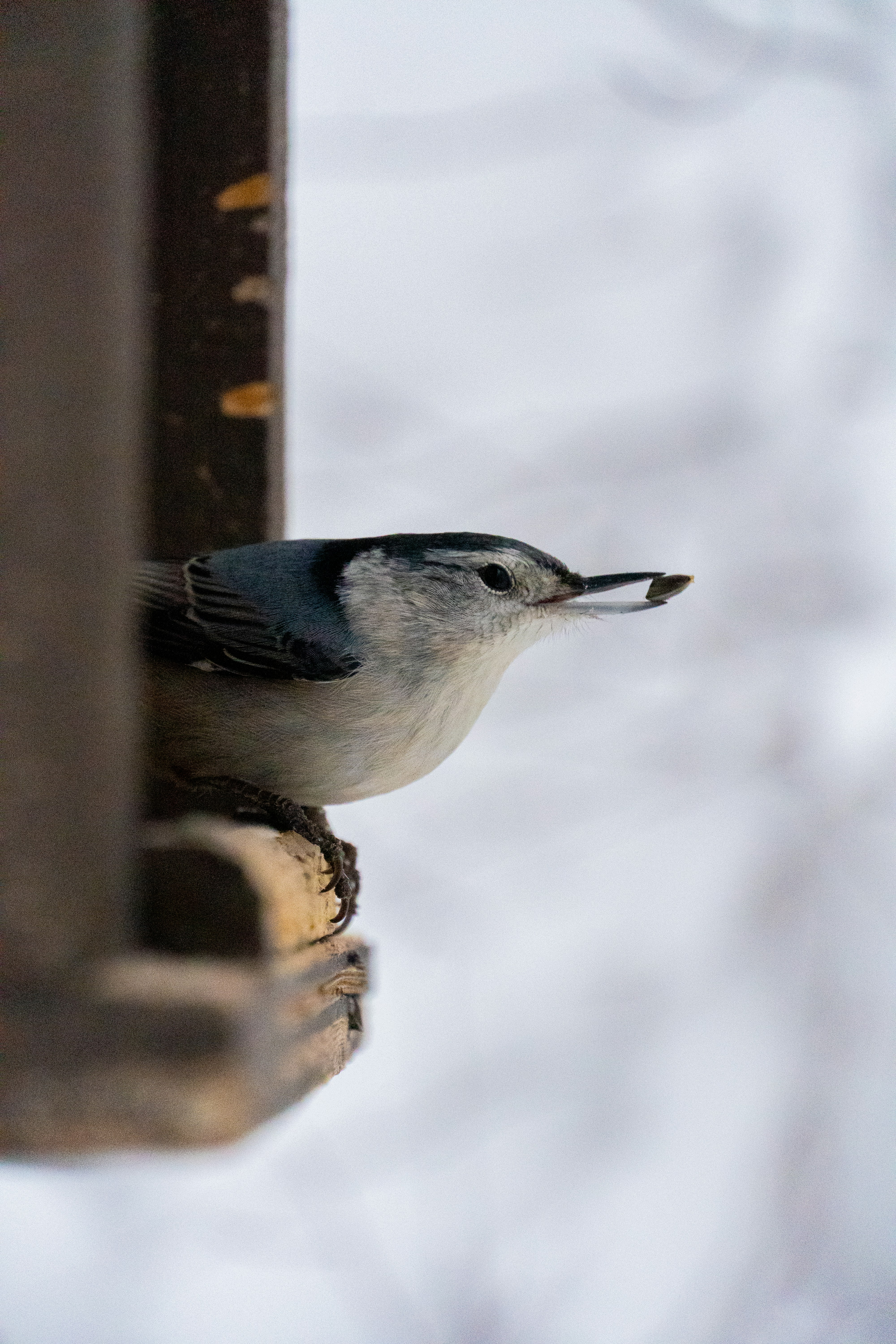 Seed Snatch on Weathered Wood: A Blue-Gray Tit Pauses at the Feeder.