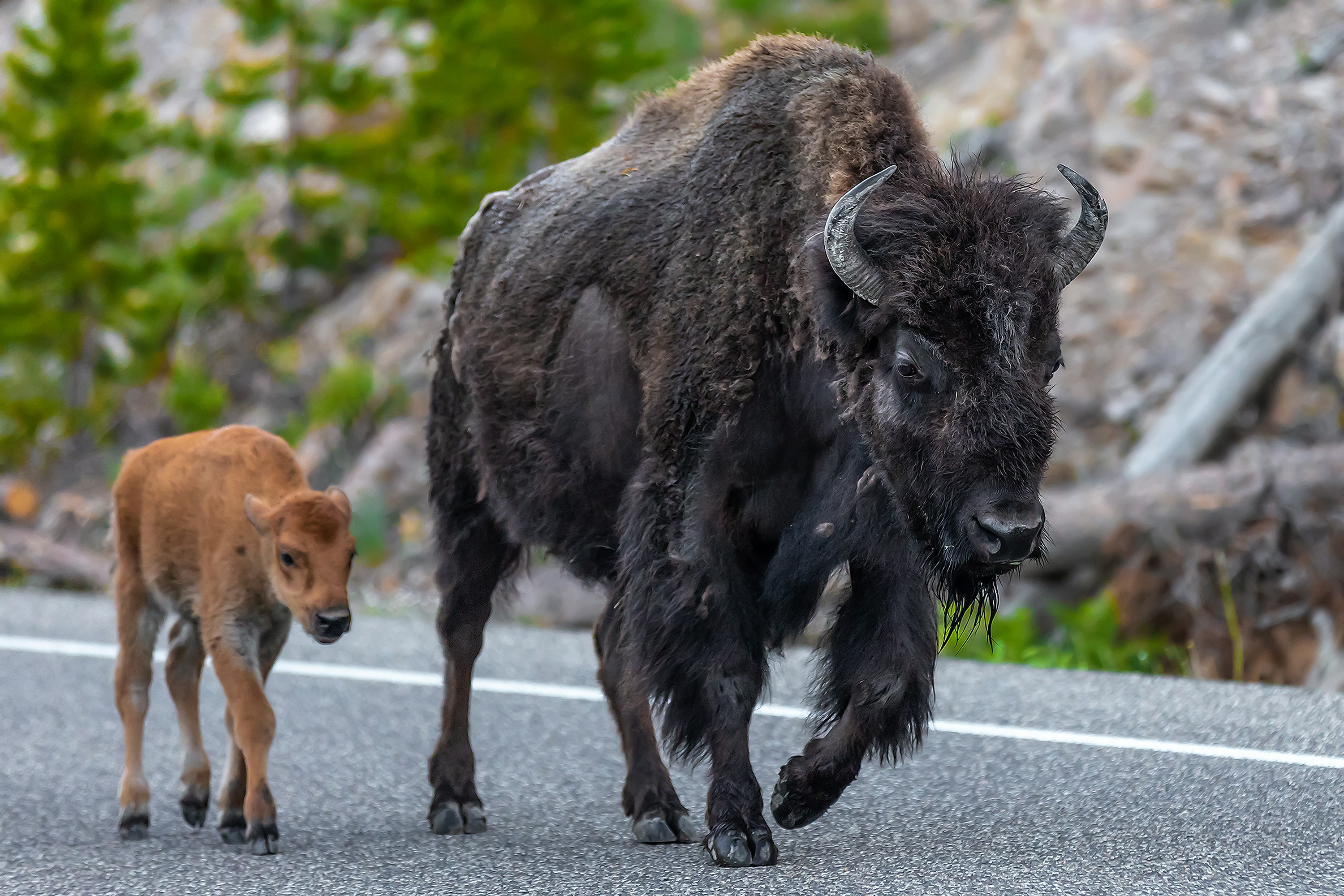 An adult bison and a baby bison walking down a road photo – Free ...