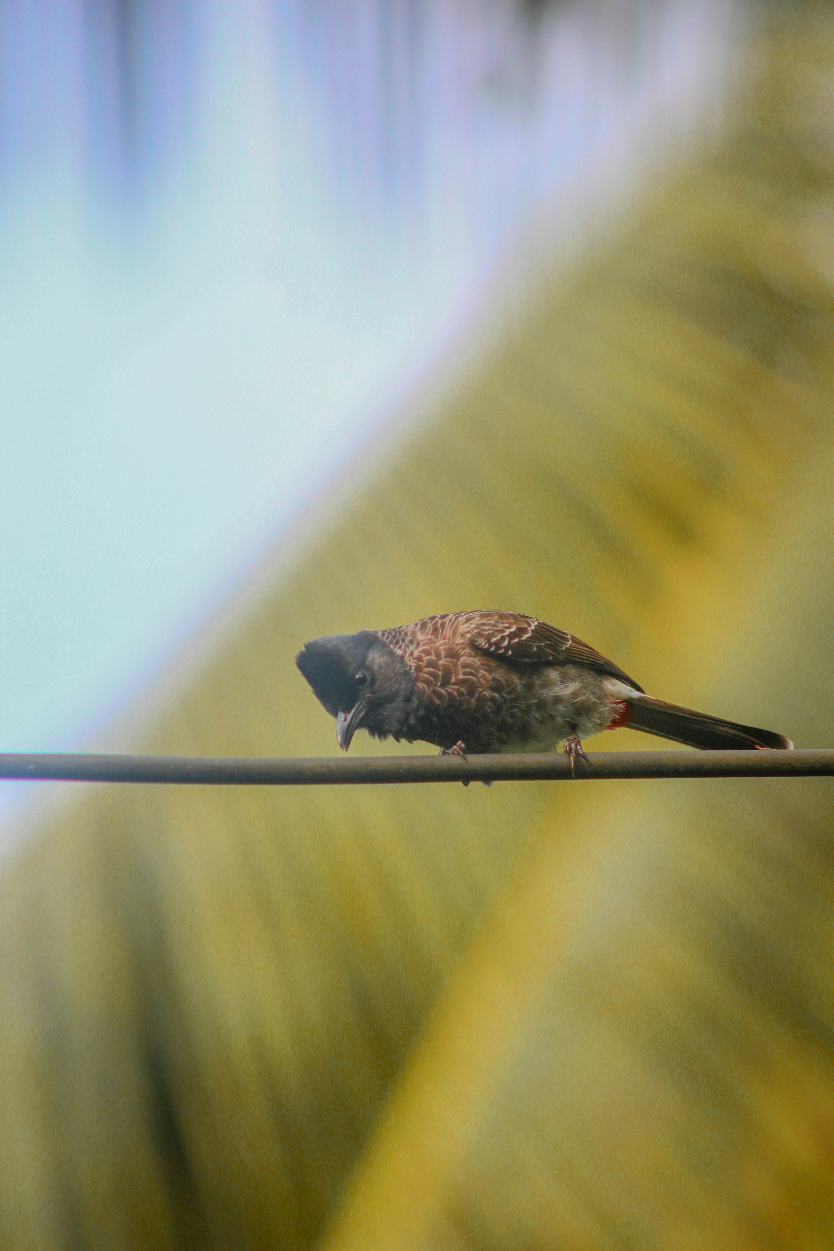 a bird sitting on a wire with a blurry background