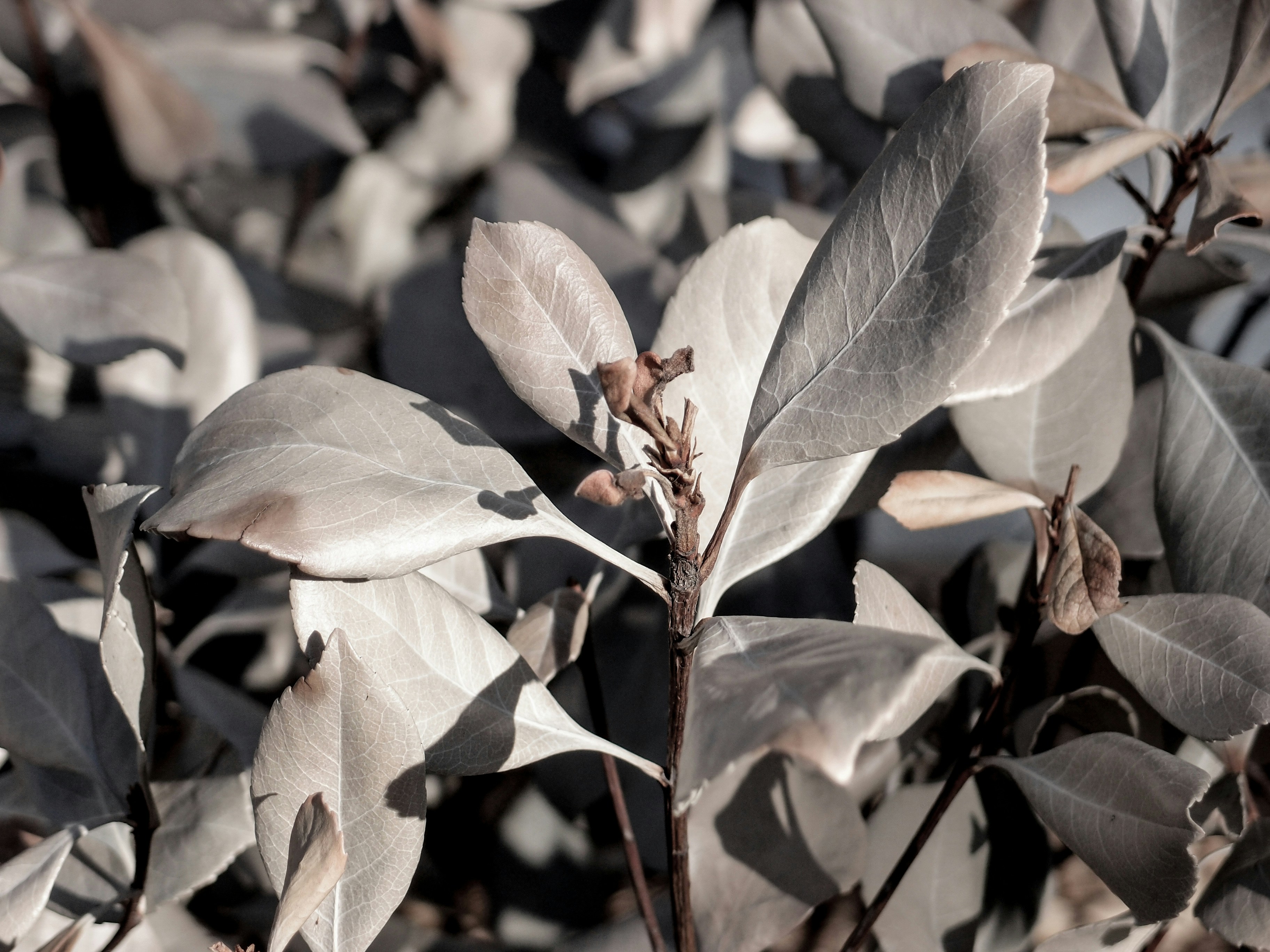 Delicate leaves in shades of gray blend harmoniously, showcasing the intricate textures and forms of nature's design.
