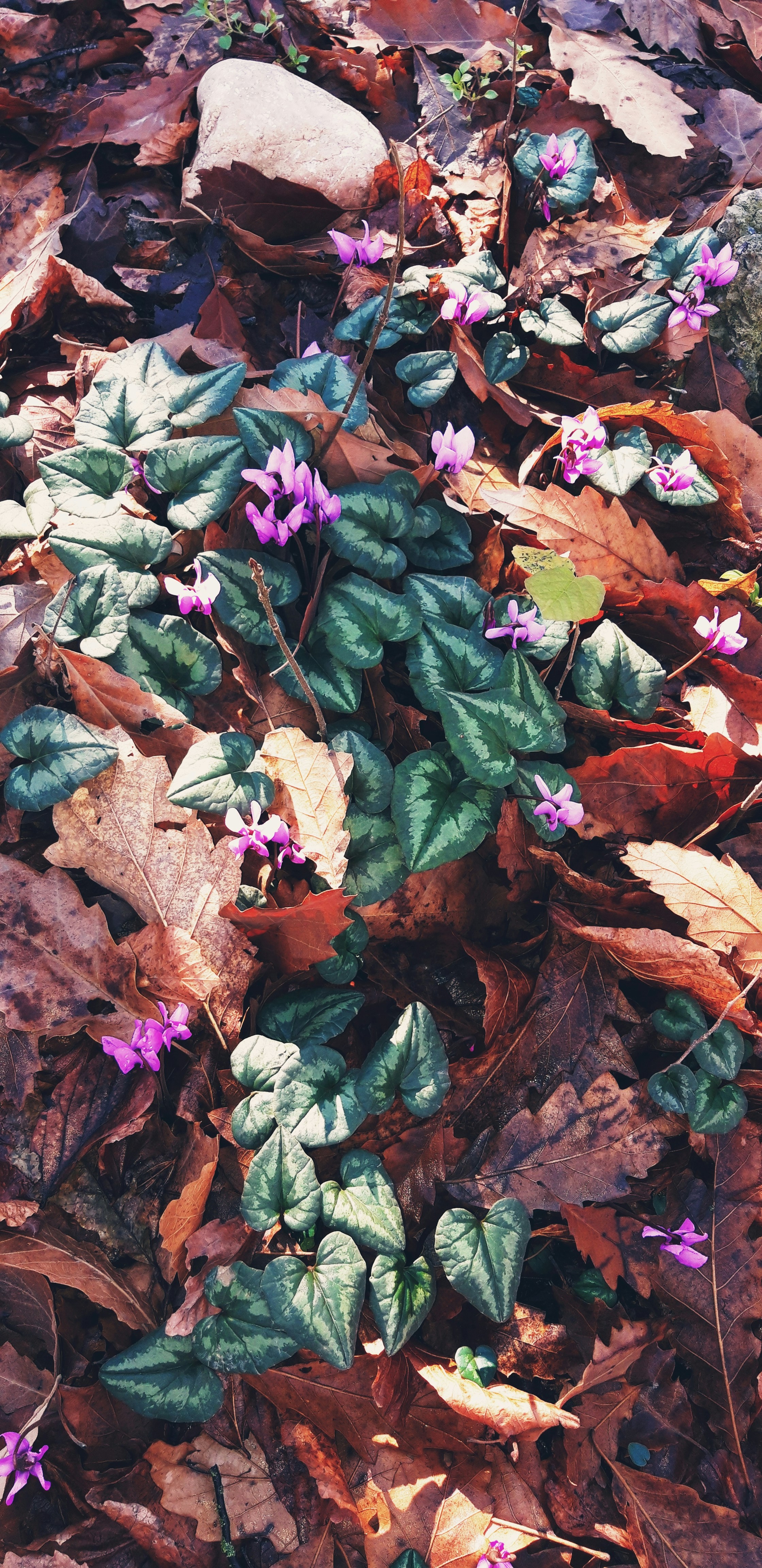 Violet flowers emerge from a carpet of fallen leaves, blending seasonal transitions in a forest setting.