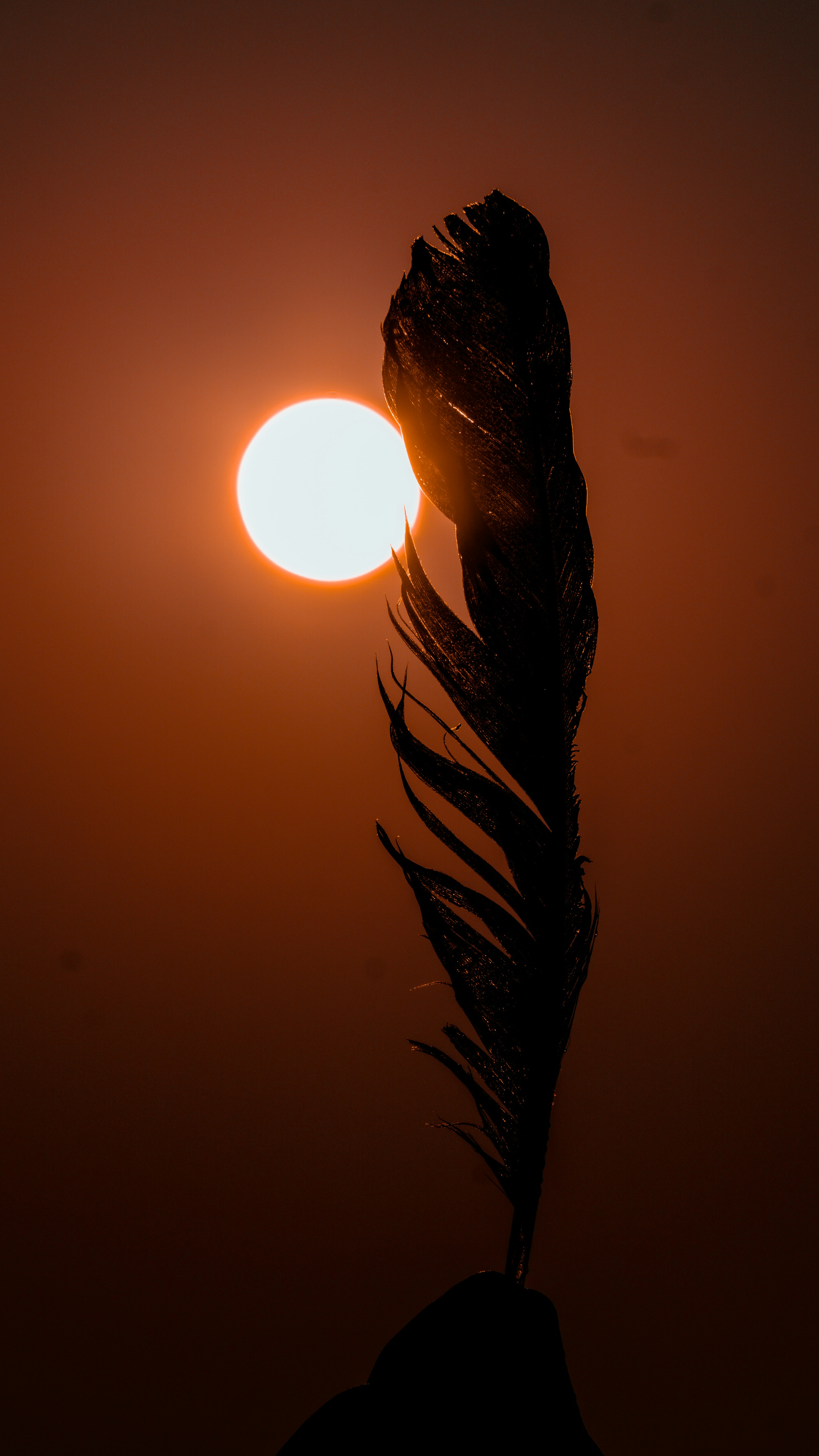 the sun is setting behind a tree branch