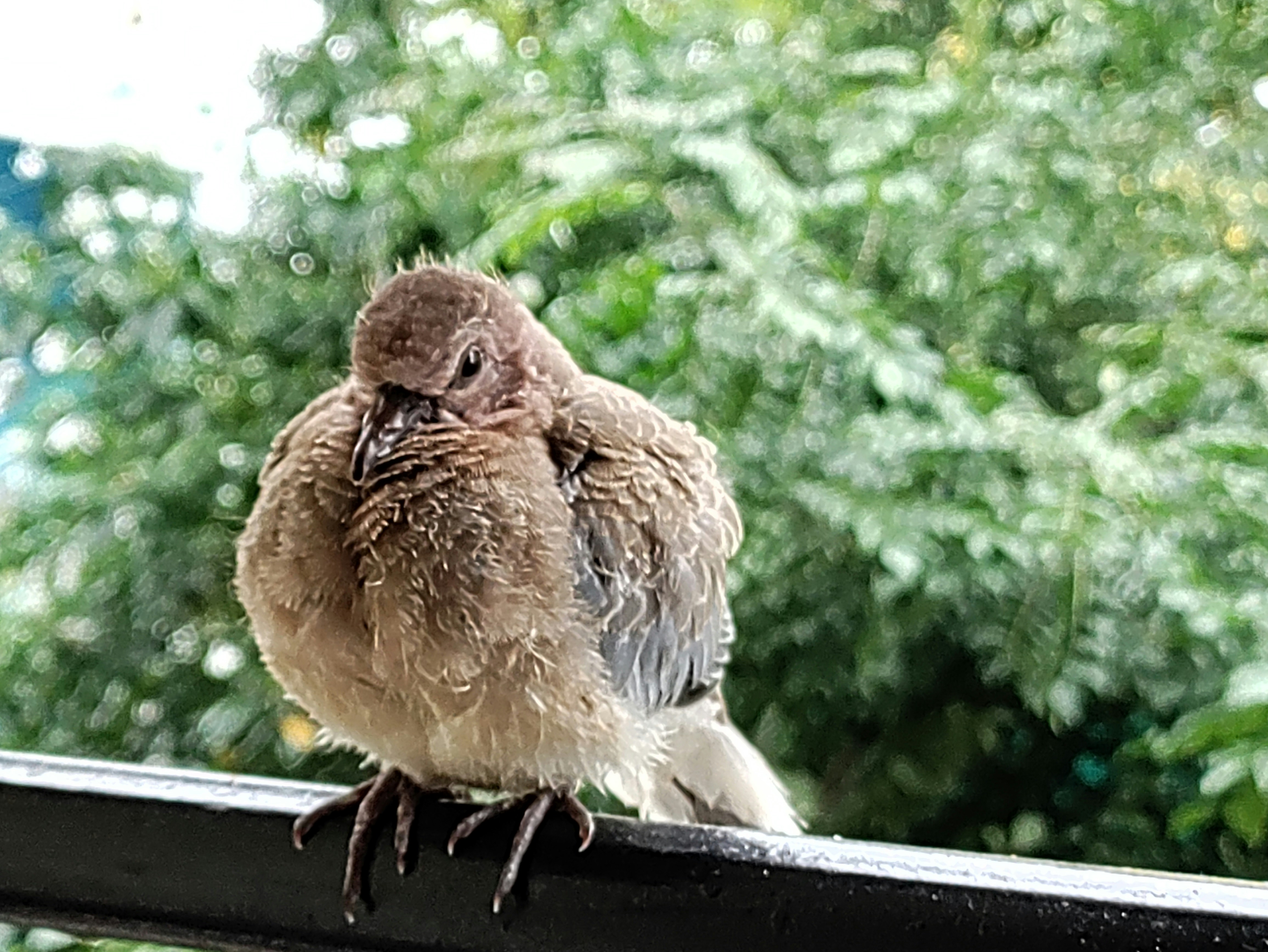 A close-up of a plump bird perched on a railing, with droplets of water on its feathers, set against a lush green background.