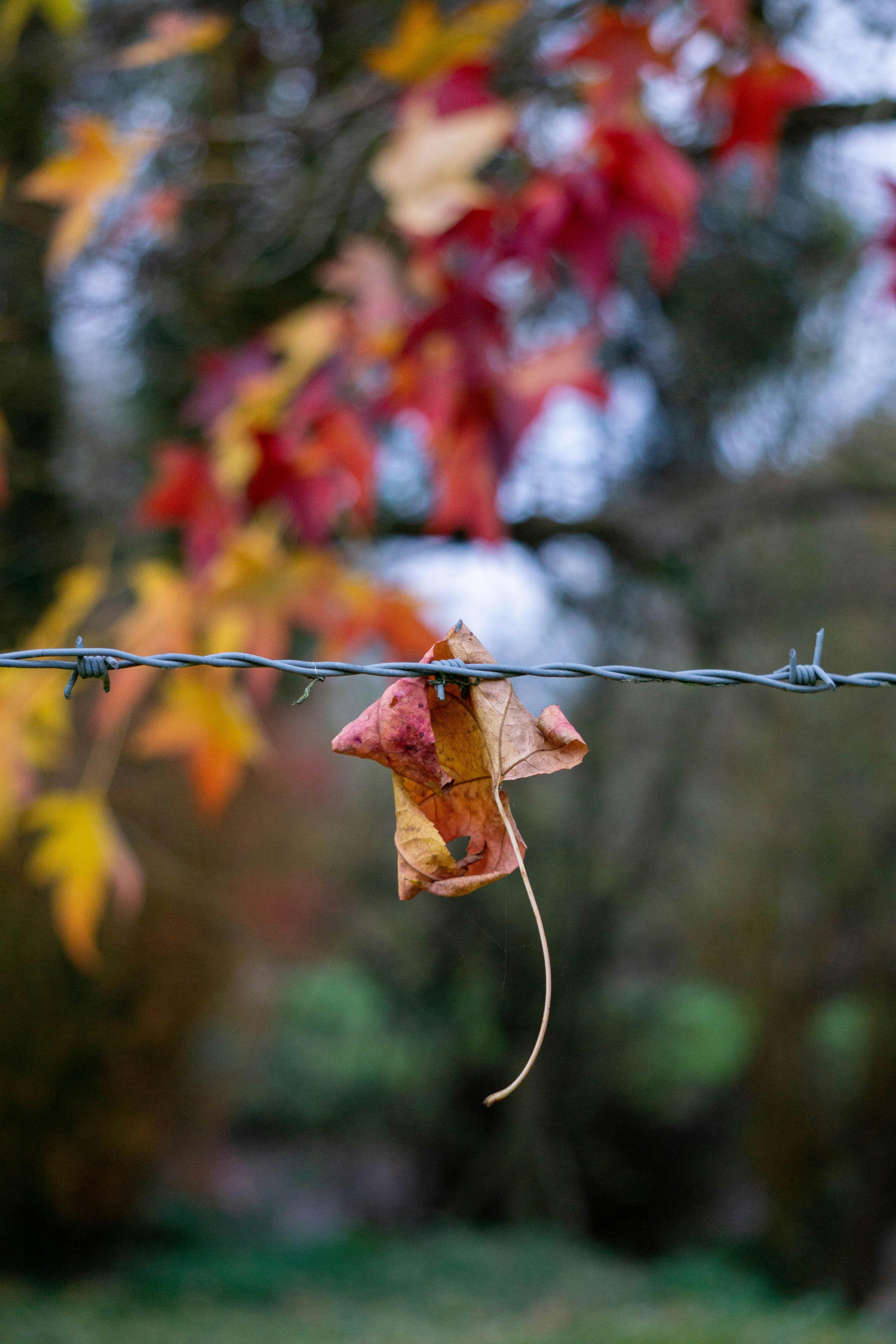 On the Wire: a lone autumn leaf amid a soft-focus forest tapestry
