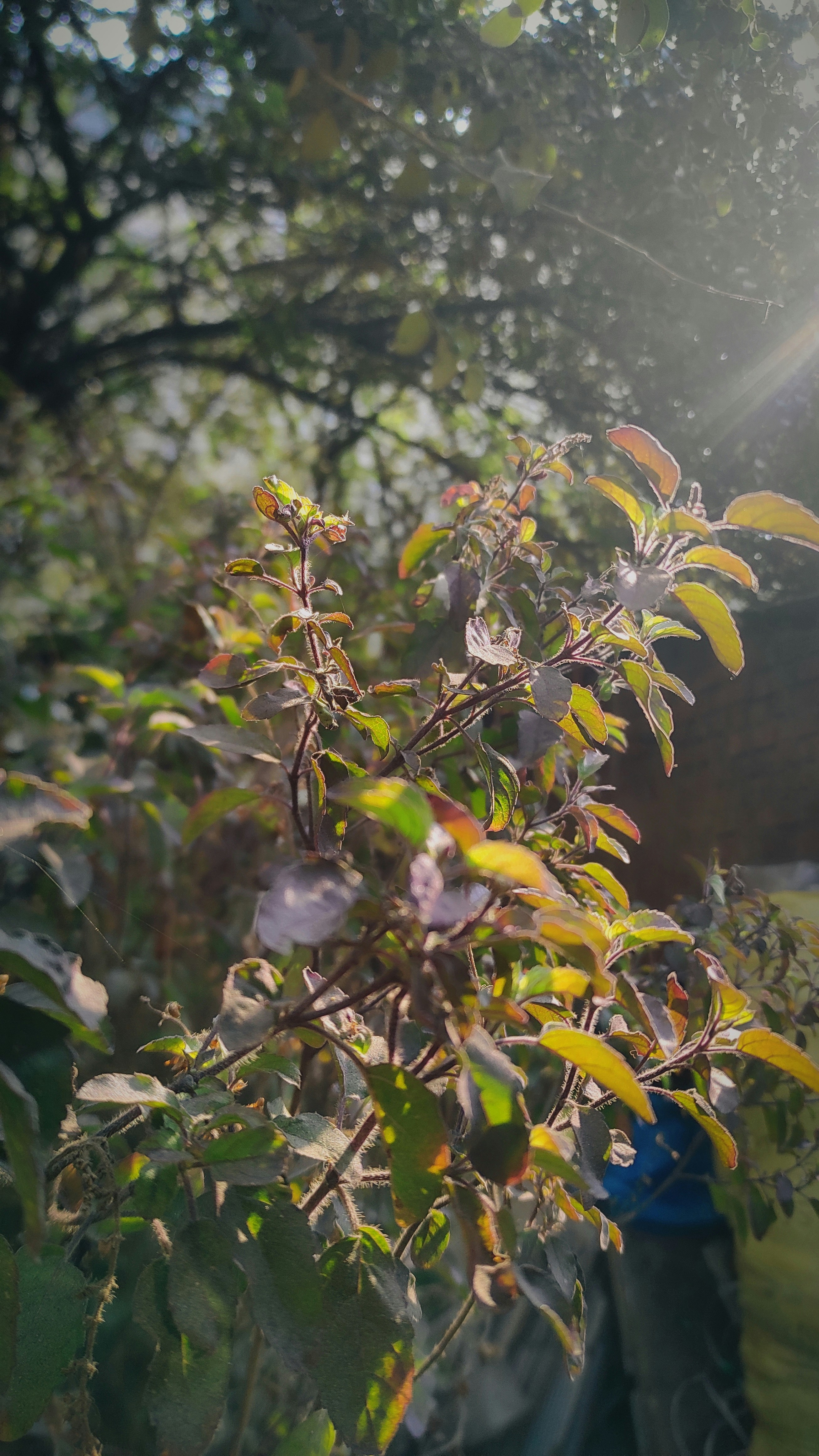 Sunlit leaves of a small shrub in a sun-dappled garden, with soft bokeh in the background and a bright lens flare on the right.