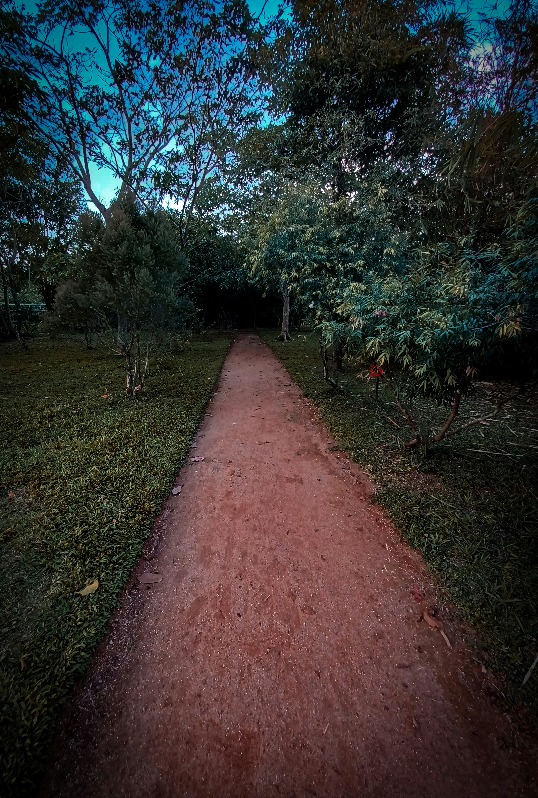Midday Trail Through a Whispering Green Corridor