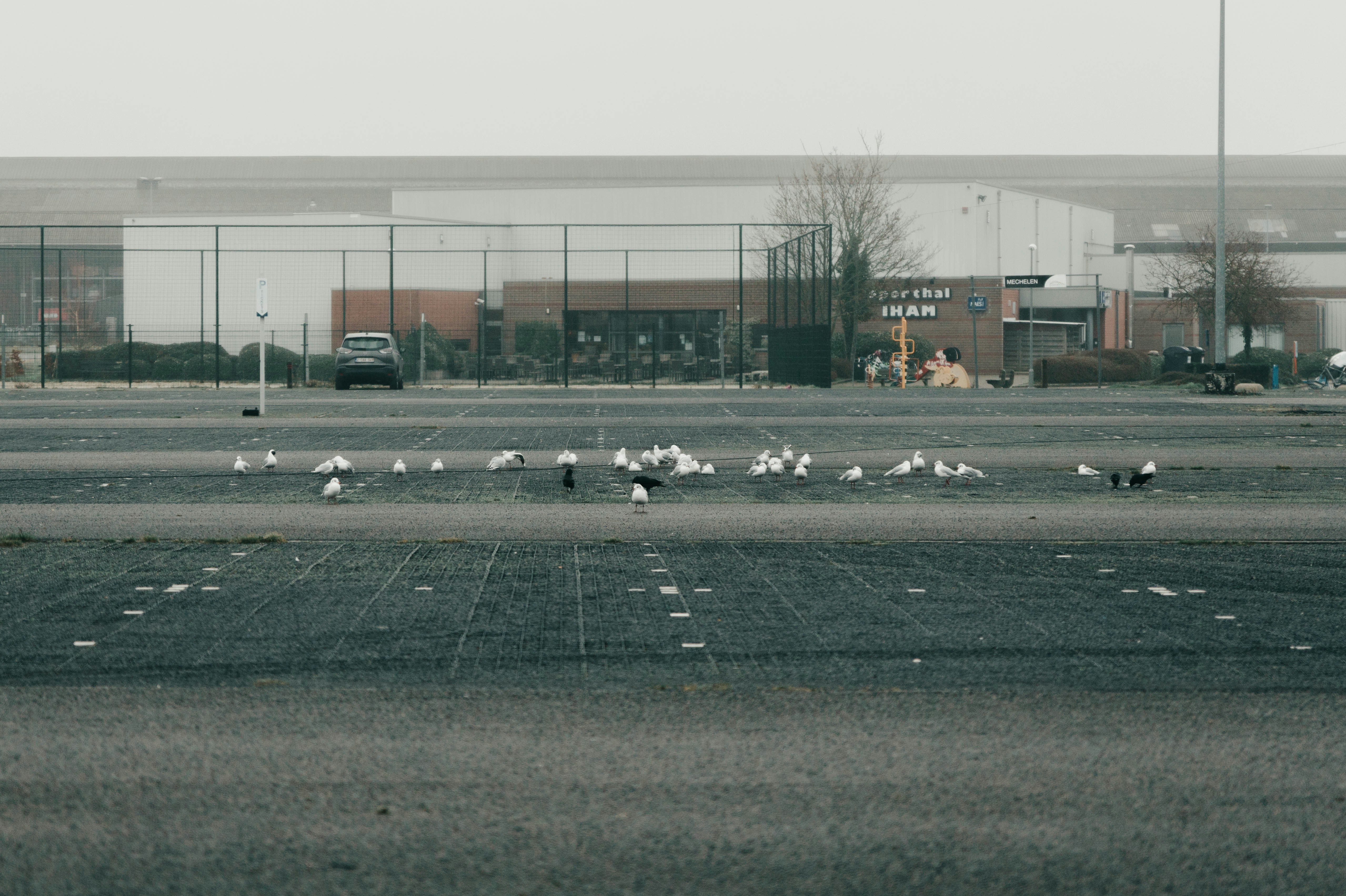 Flock of birds foraging on an empty parking lot with a blurred urban backdrop. The scene conveys a sense of tranquility amidst the city.