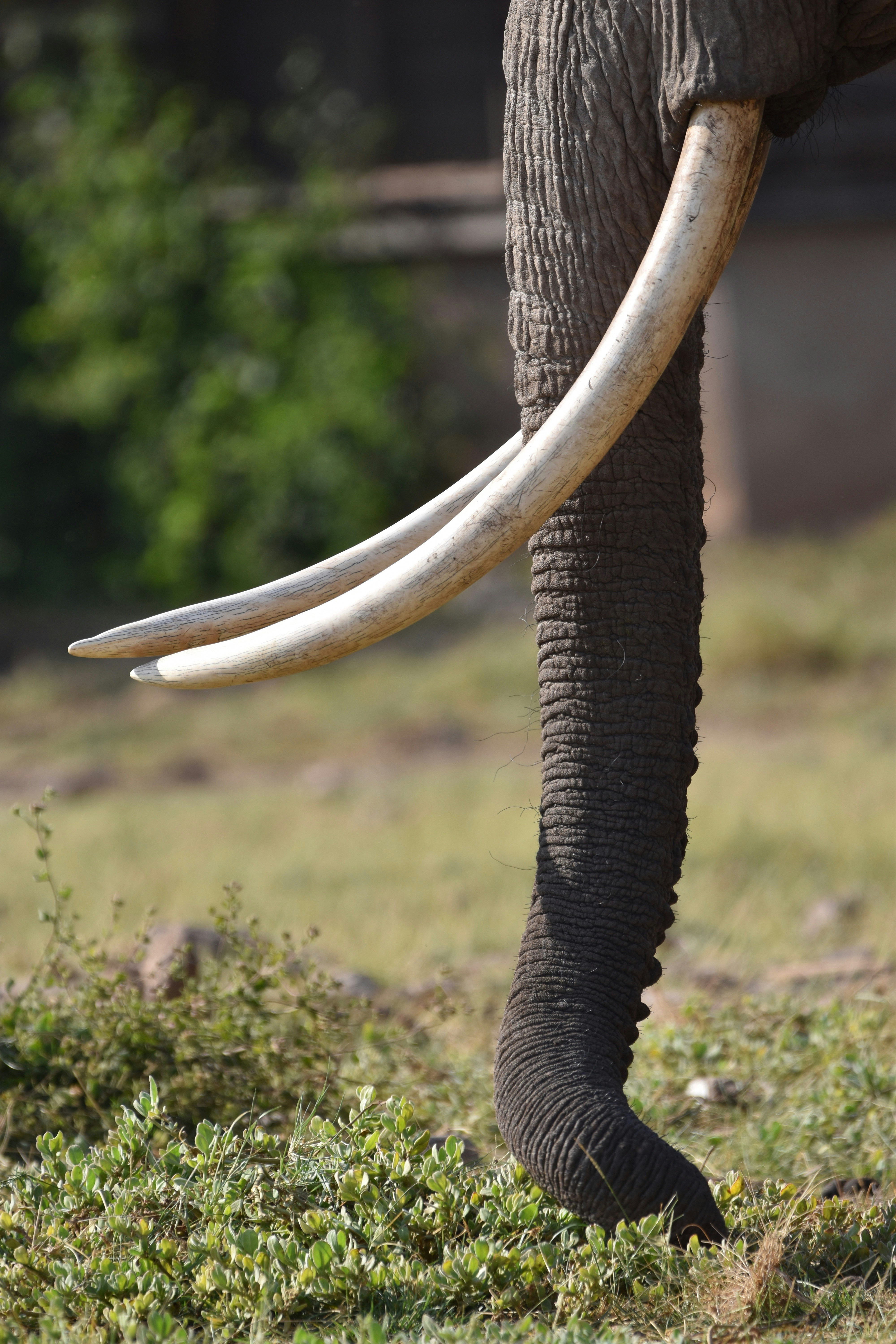 A close up of an elephant's tusks and tusks photo – Free Elephants ...