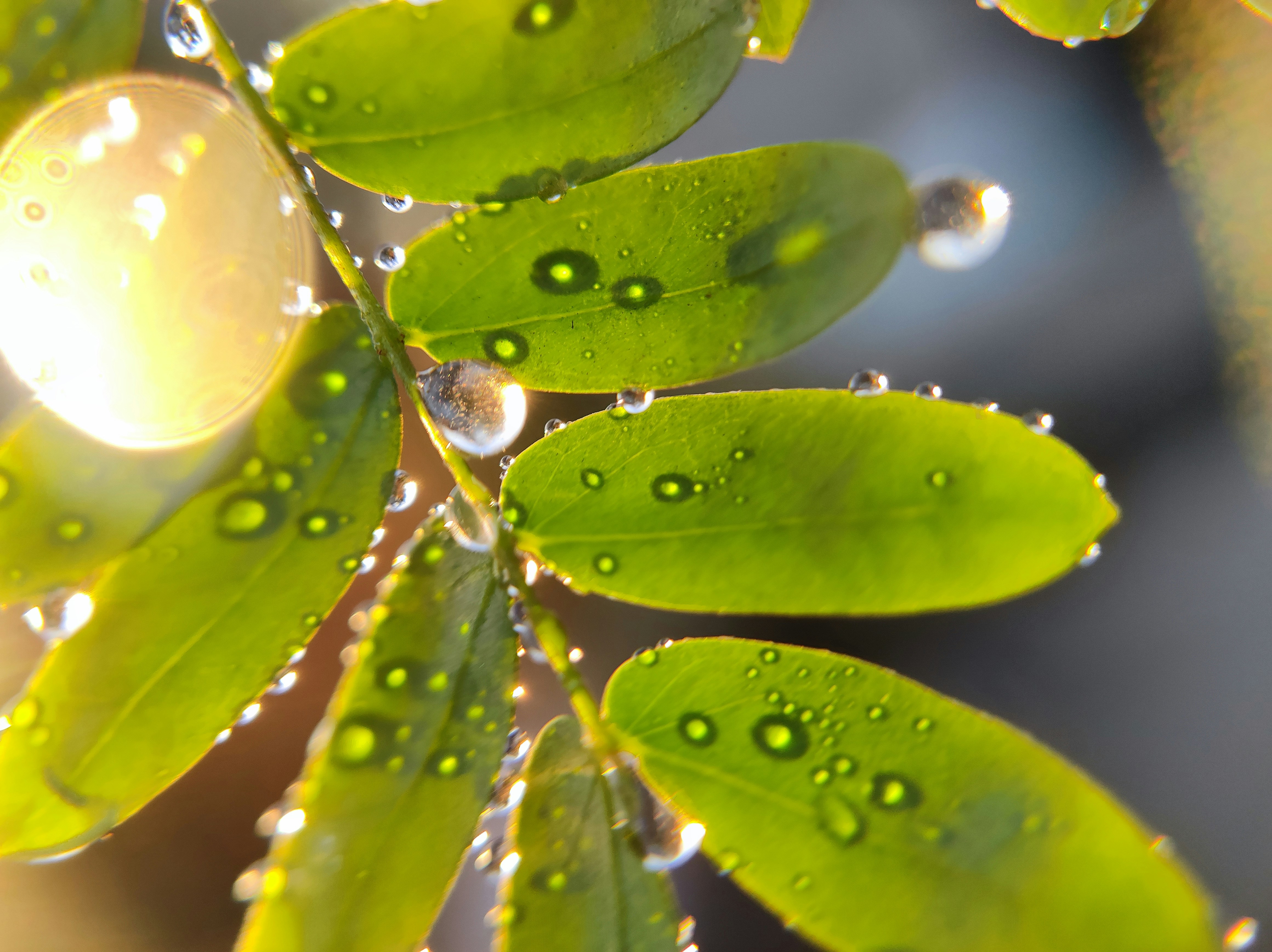 Dew-Crystal Veins: Morning Light on a Veined Leaf