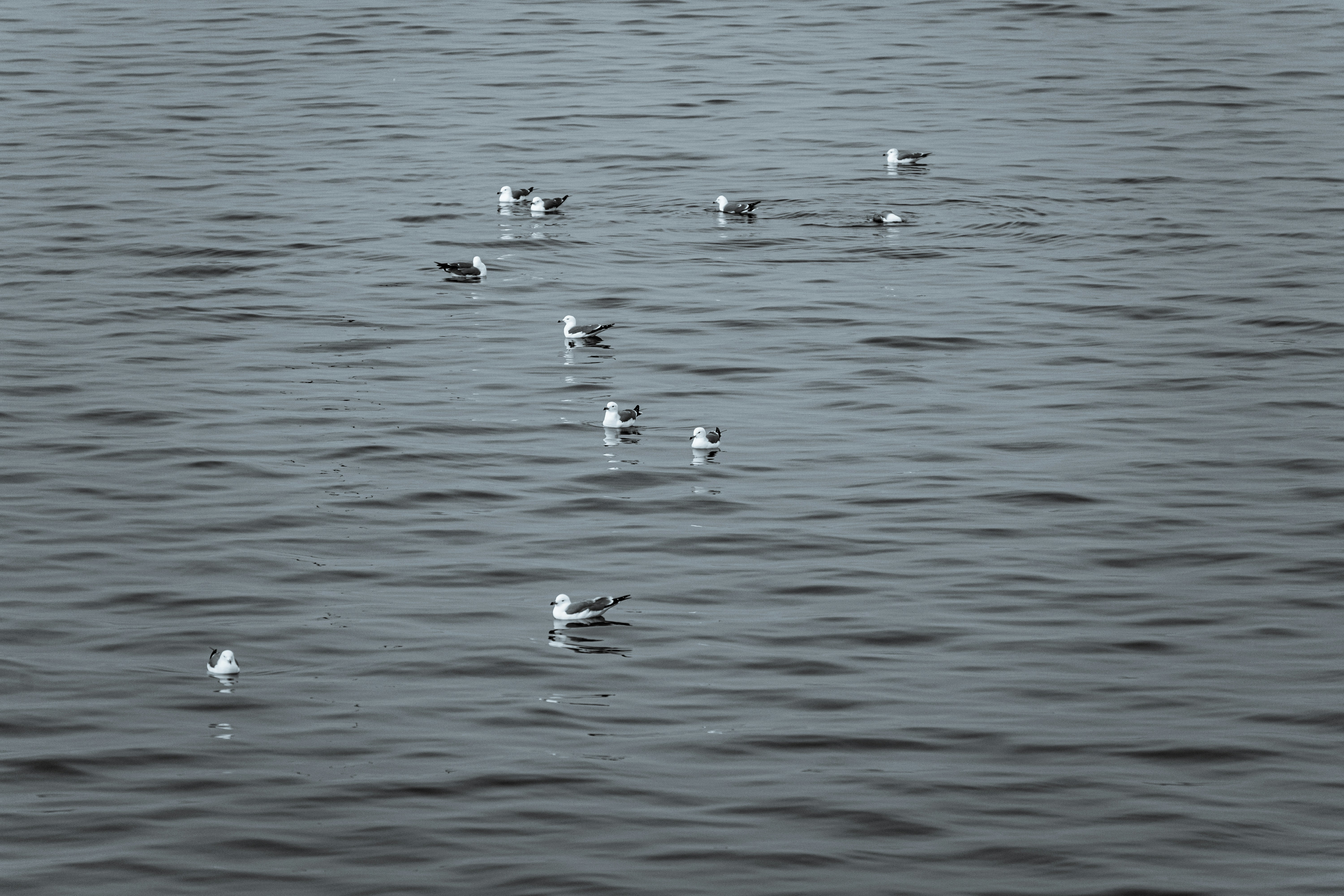 A flock of birds floating on top of a body of water photo – Free Animal ...