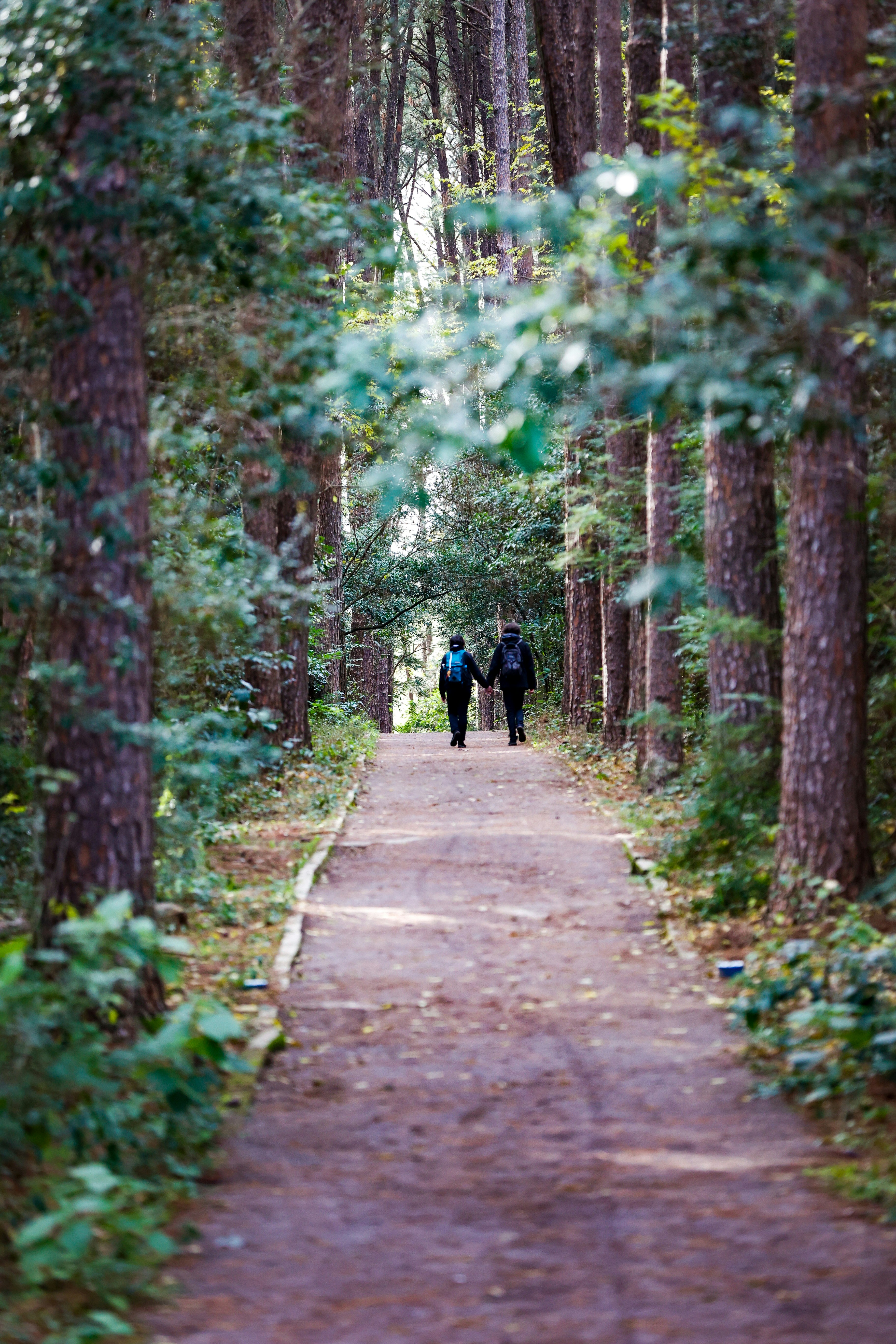 Hand in Hand Through a Cathedral of Pines