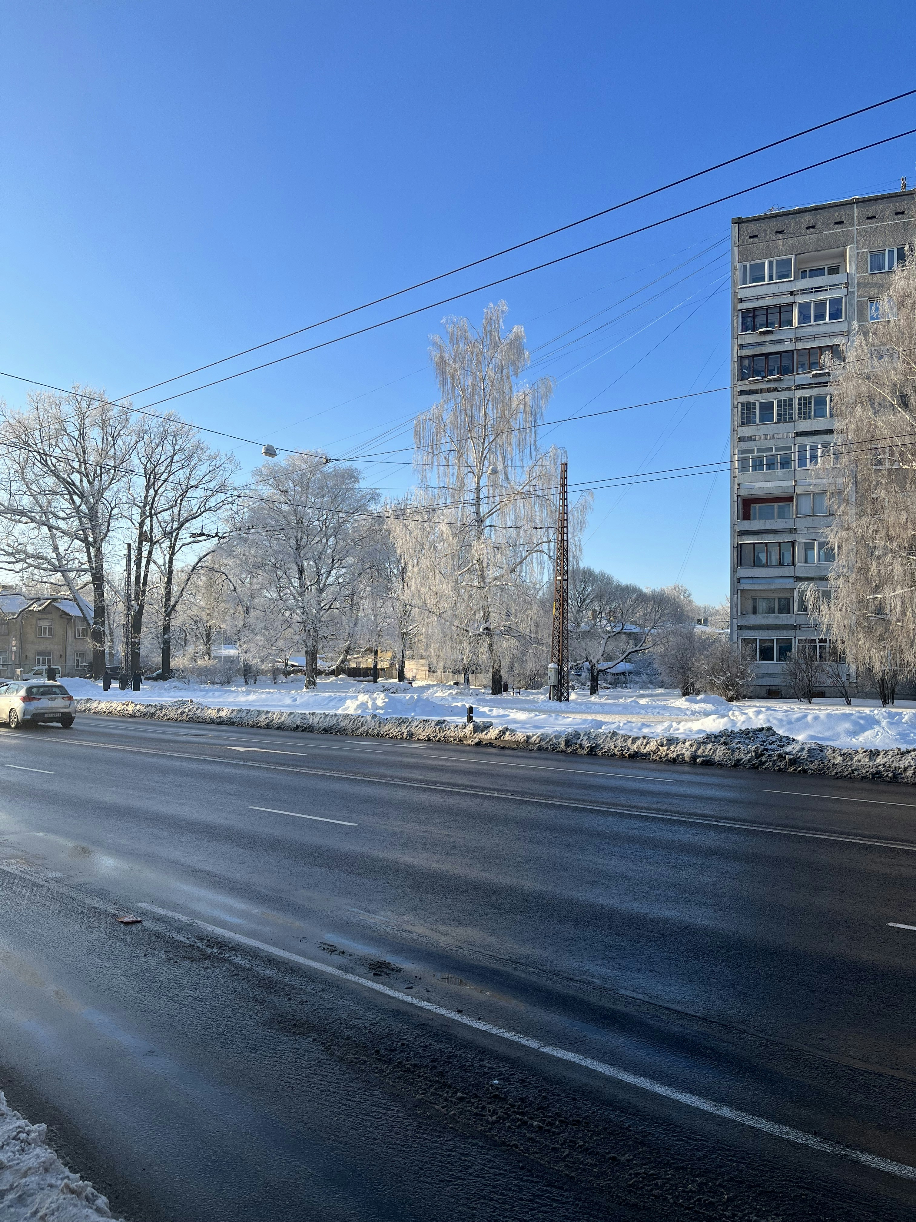 Pretty winter tree in the heart of Riga