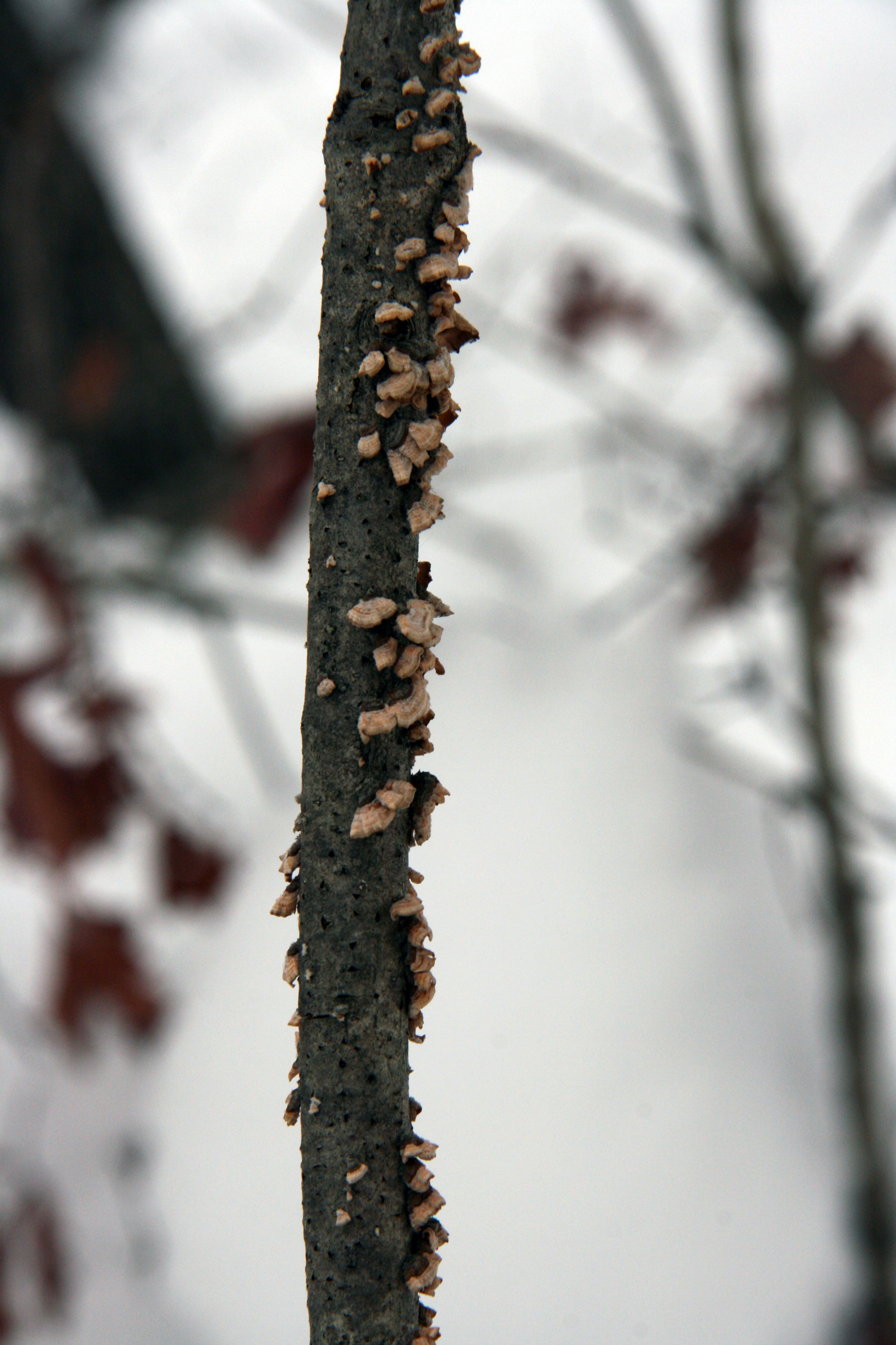 Quiet Brackets on Bark: A Micro Portrait of Fungi Along a Trunk